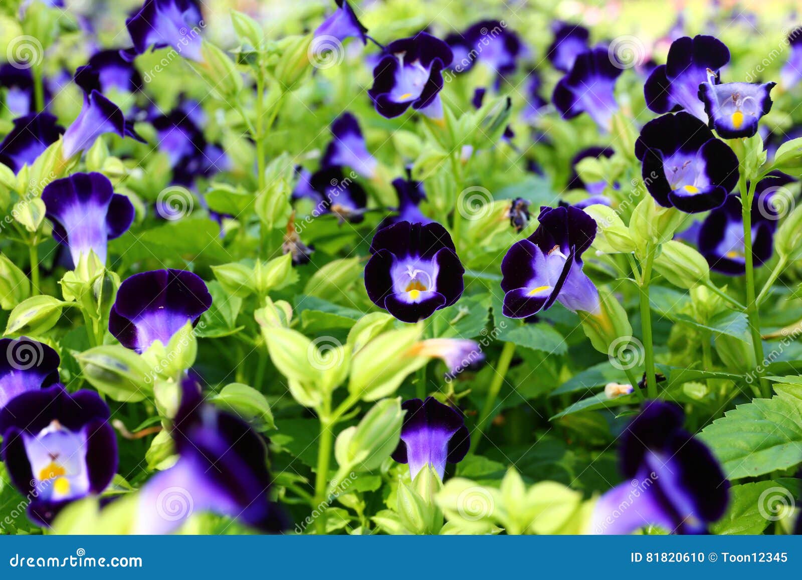 Lots of Purple Violas stock photo. Image of petals, purple - 81820610