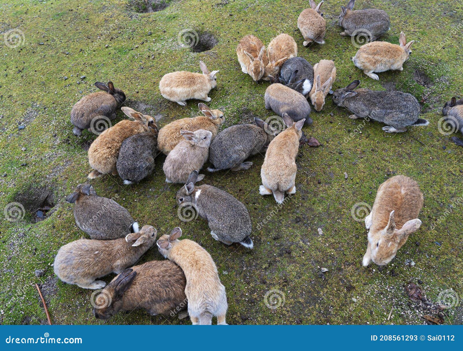 Lots of Rabbits Gathering for Food Stock Image - Image of land, fauna ...