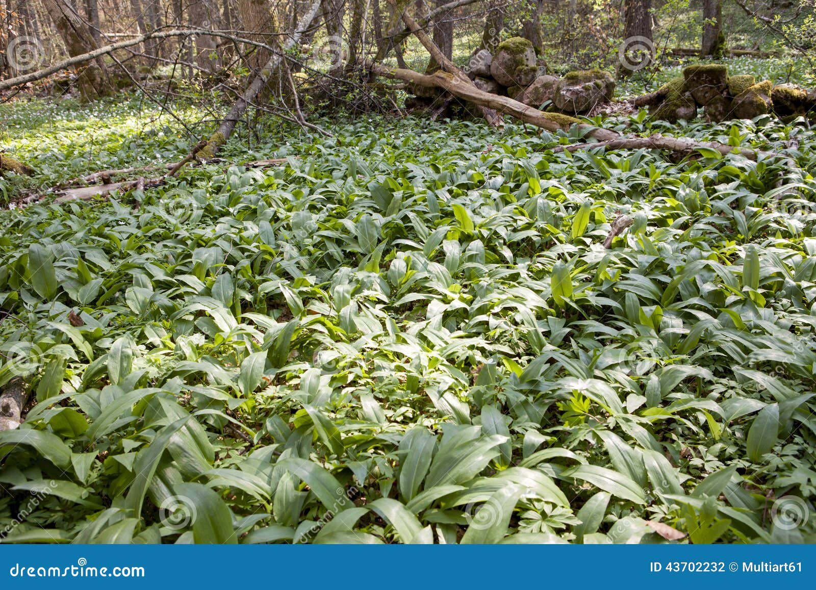 Lots of Ramsons stock photo. Image of leek, wild, allium - 43702232