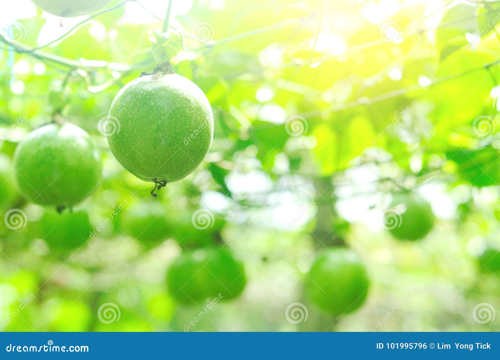 Passion fruit tree stock photo. Image of growing, sweet - 101995796