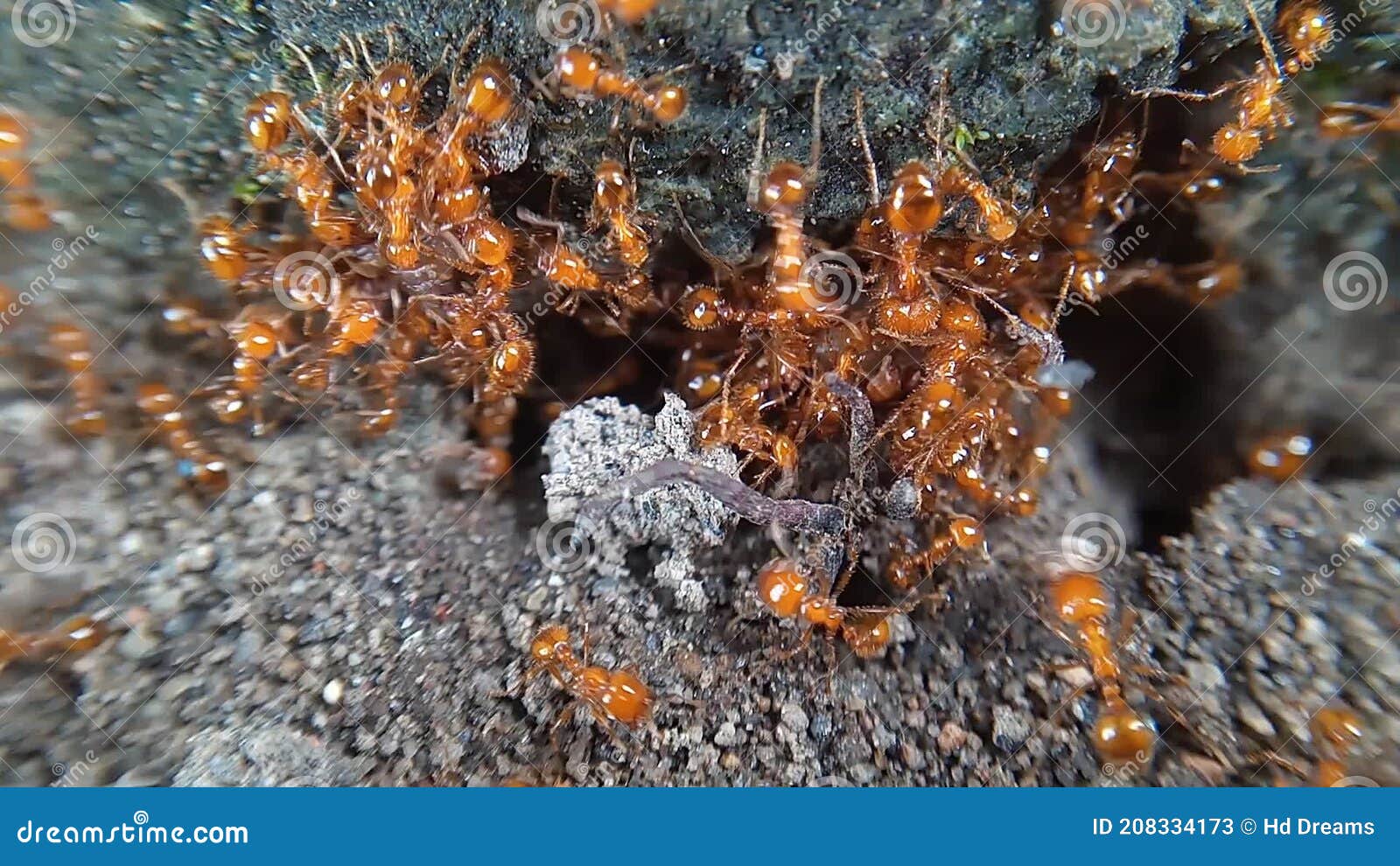 Lots of Red Ants. Close Up Photography. in and Out Stock Video - Video ...