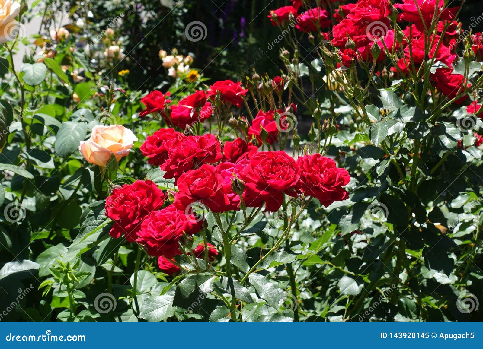 Lots of Red Flowers of Rose in the Garden Stock Image - Image of ...