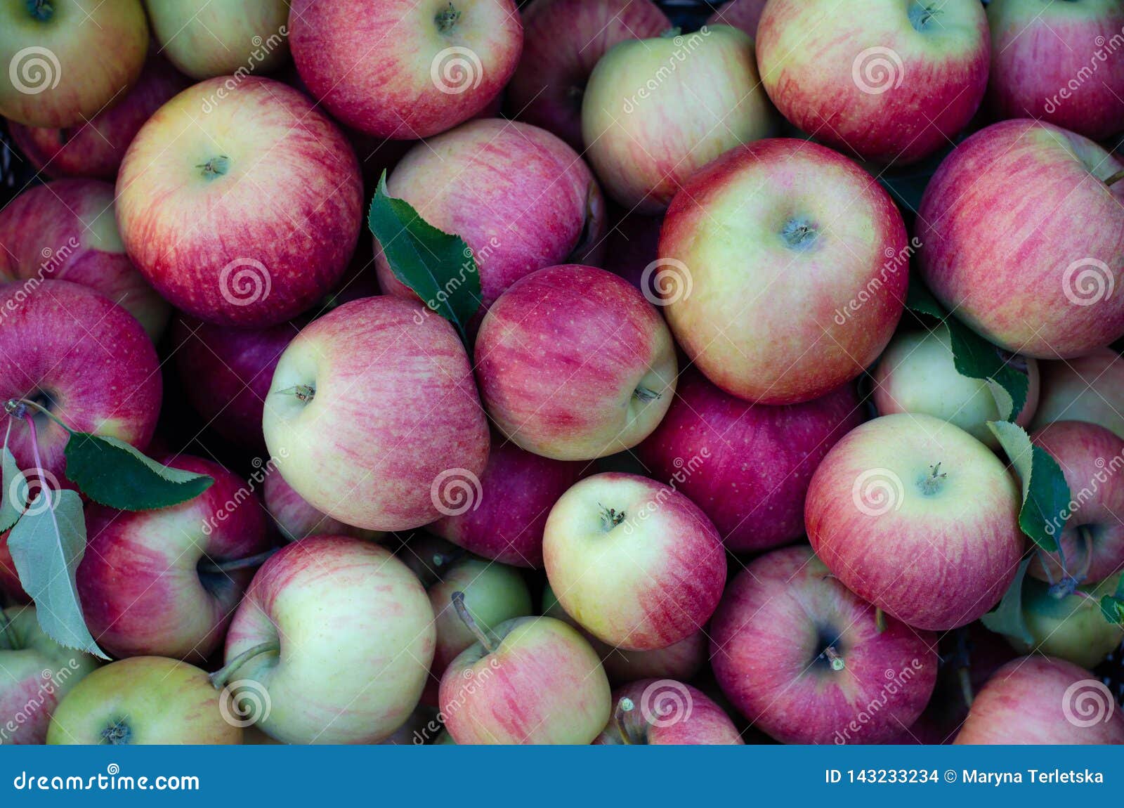 Lots of Red Large Apples Close Up Stock Photo - Image of green, apple ...
