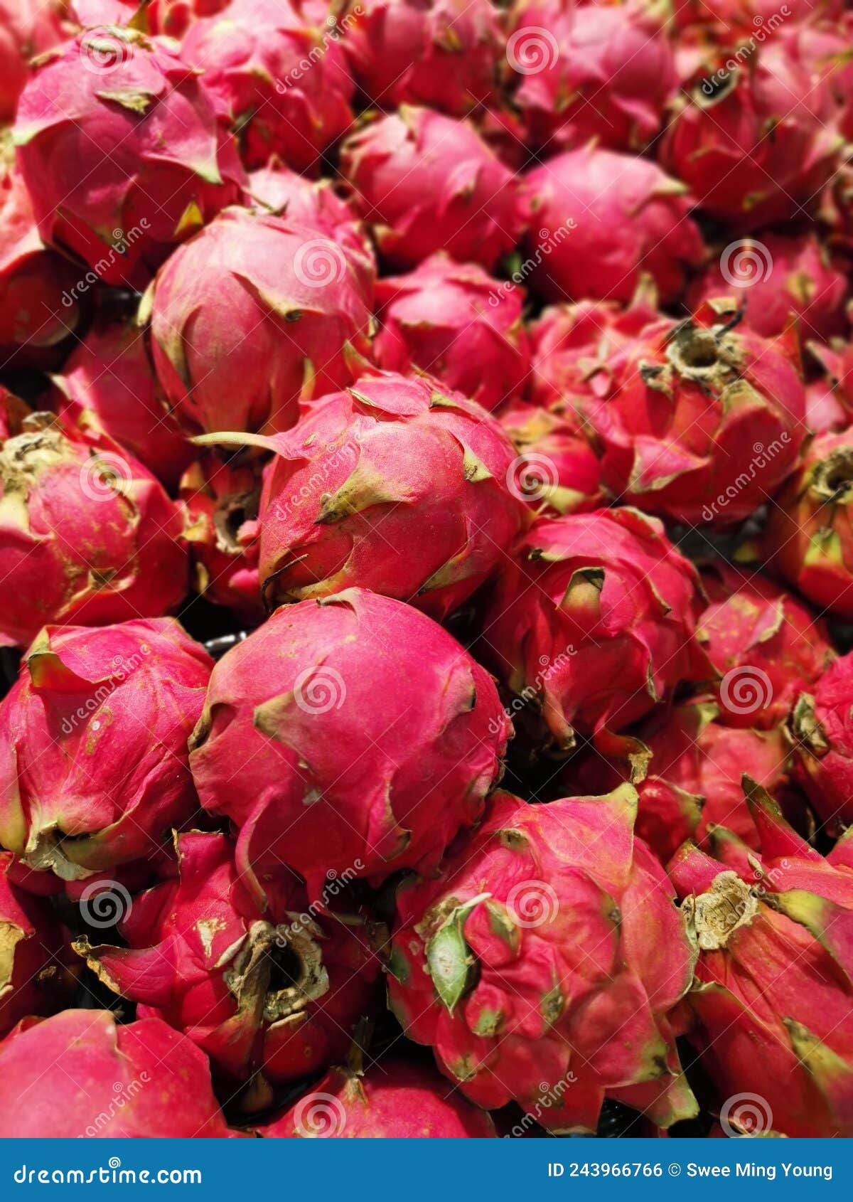 Lots of Red Pitaya Dragonfruits Stock Photo - Image of juicy, diet ...