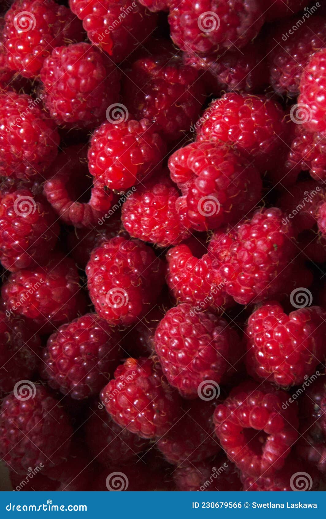 Lots of red raspberries stock photo. Image of fresh - 230679566