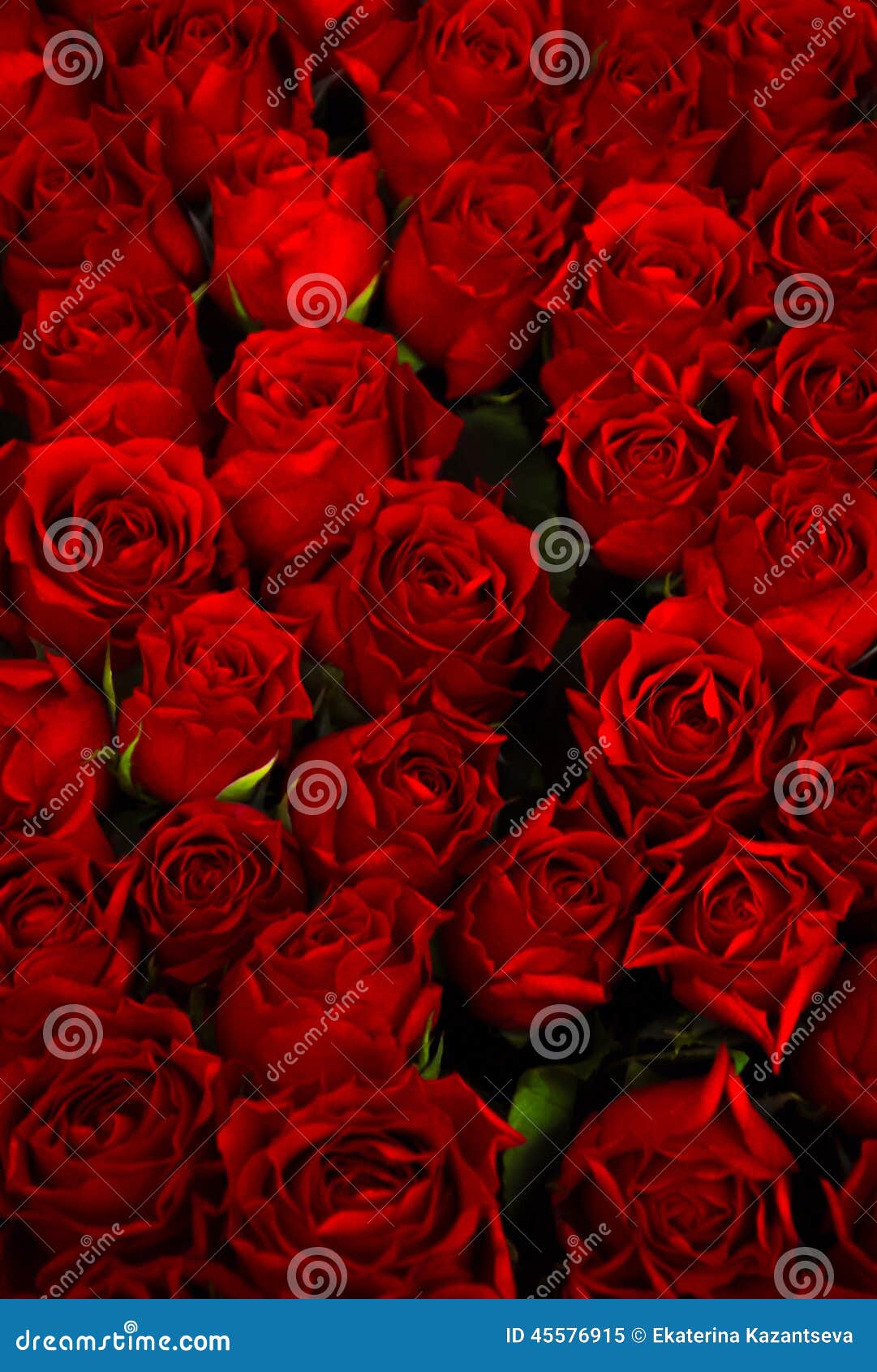 Lots of red roses stock image. Image of botany, floral - 45576915