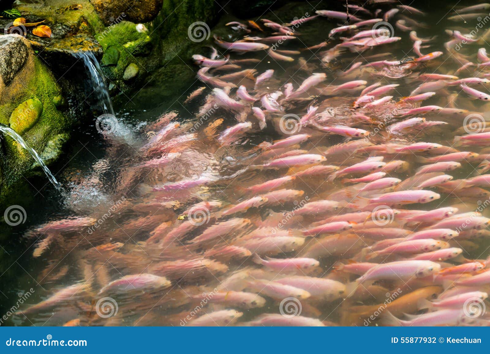 Lots of Red Tilapia Fresh Water Fish Swimming in a Pond Stock Photo ...
