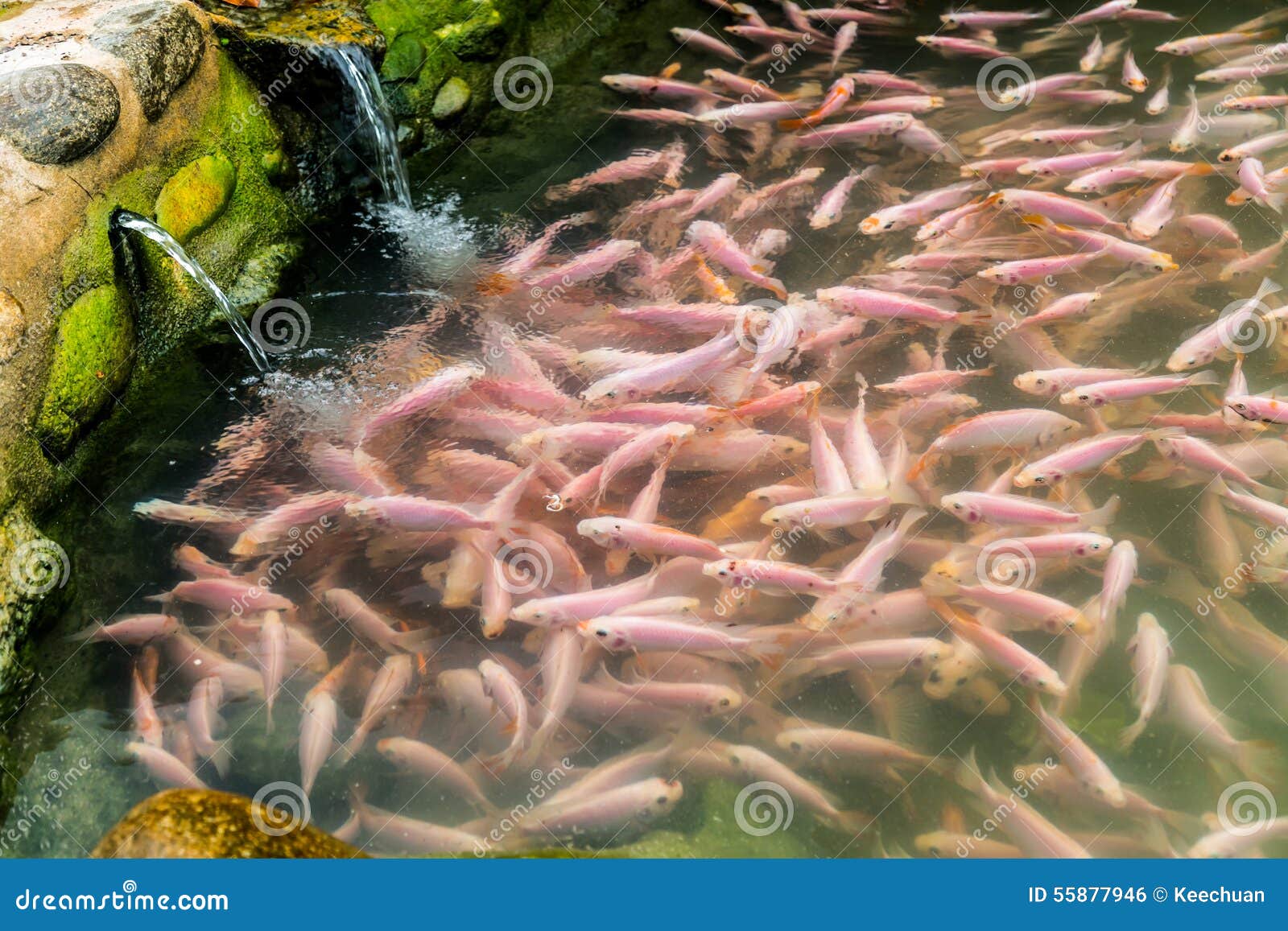 Lots Of Red Tilapia Fresh Water Fish Swimming In A Pond Stock Photo ...