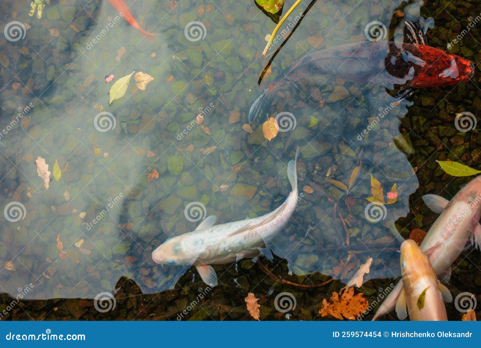 Lots of Red and White Fish in the Pond Stock Photo - Image of nature ...