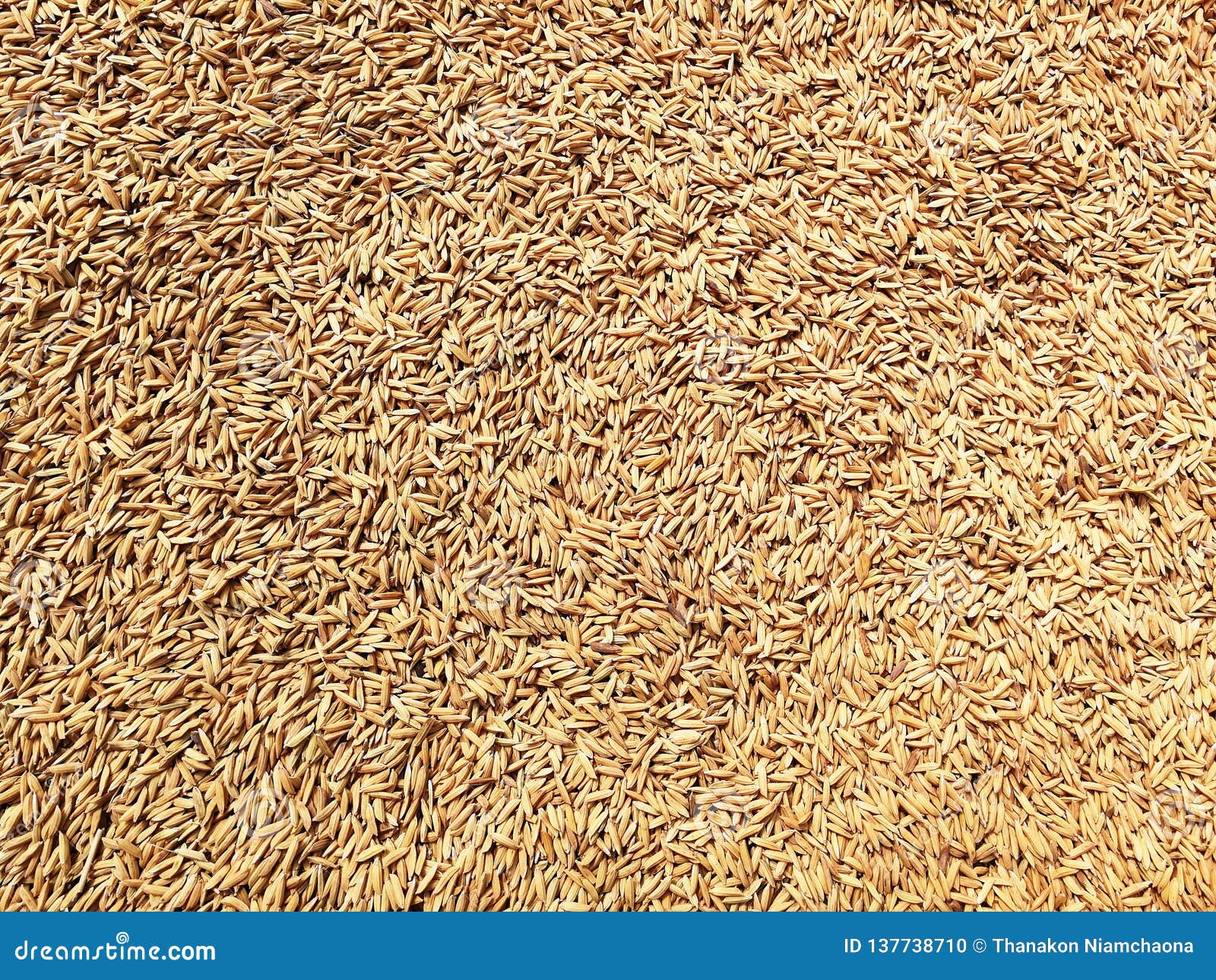 Lots Rice Seed for Background Stock Photo - Image of growth, food ...
