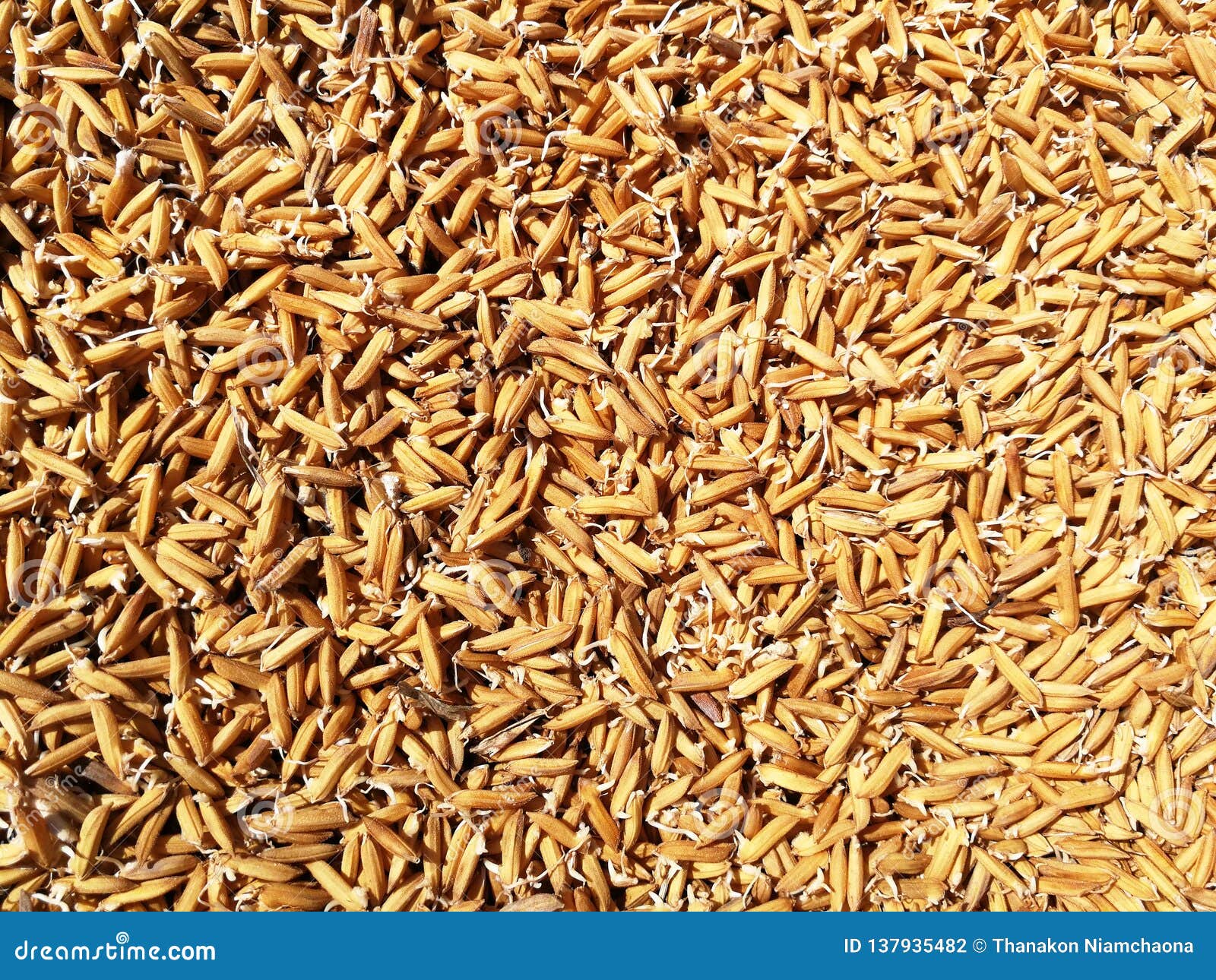 Lots Rice Seed and Little Root Ready for Plant in Rice Field by Farmer ...
