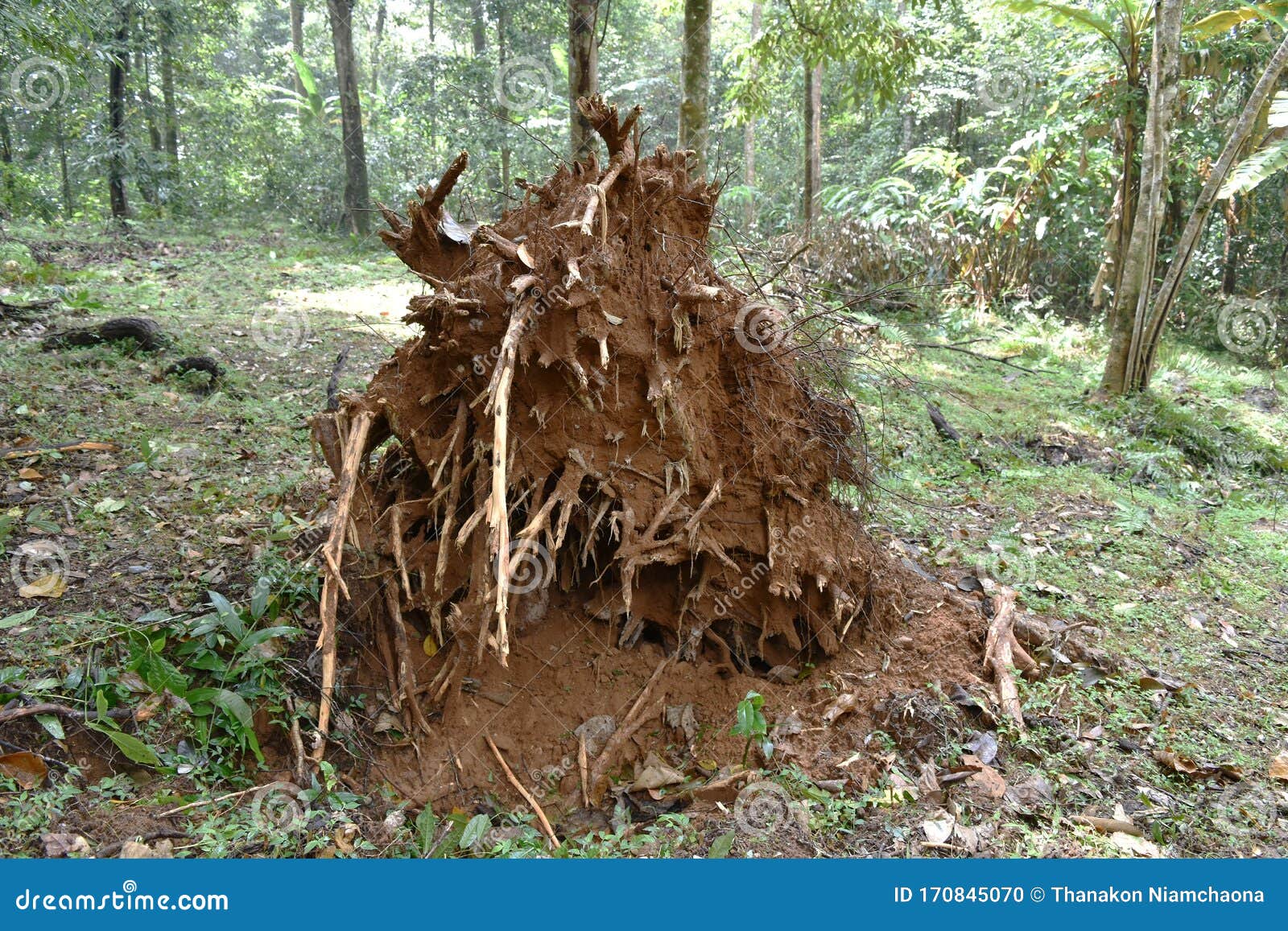 Lots Root of Falling Dead Tree in Forest Stock Photo - Image of branch ...