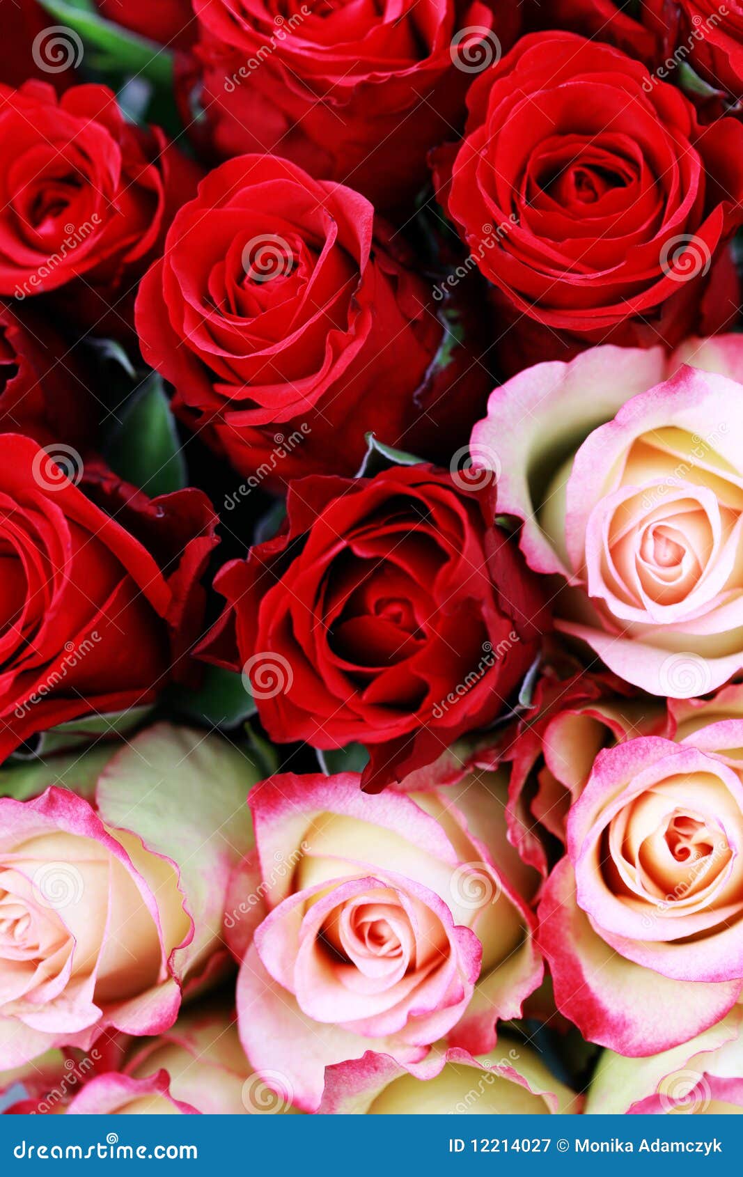 Lots of roses stock image. Image of wedding, bright, flowers - 12214027