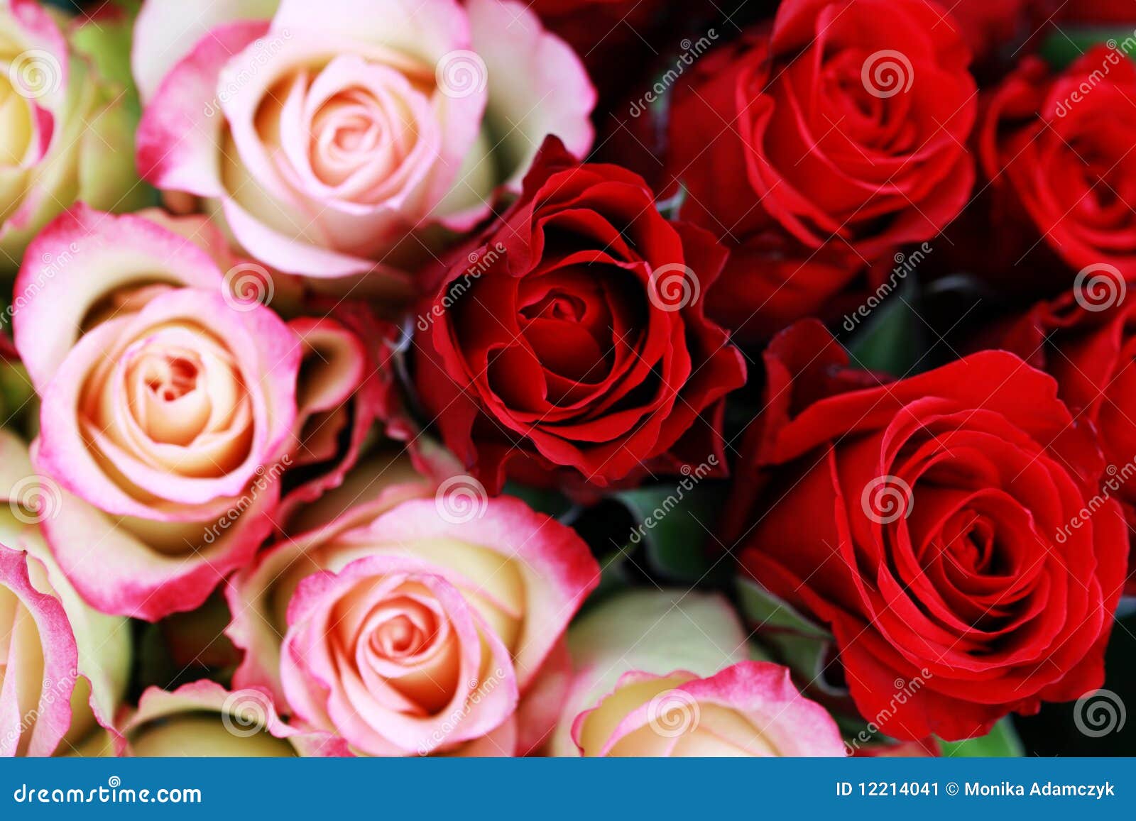 Lots of roses stock image. Image of innocence, symbol - 12214041