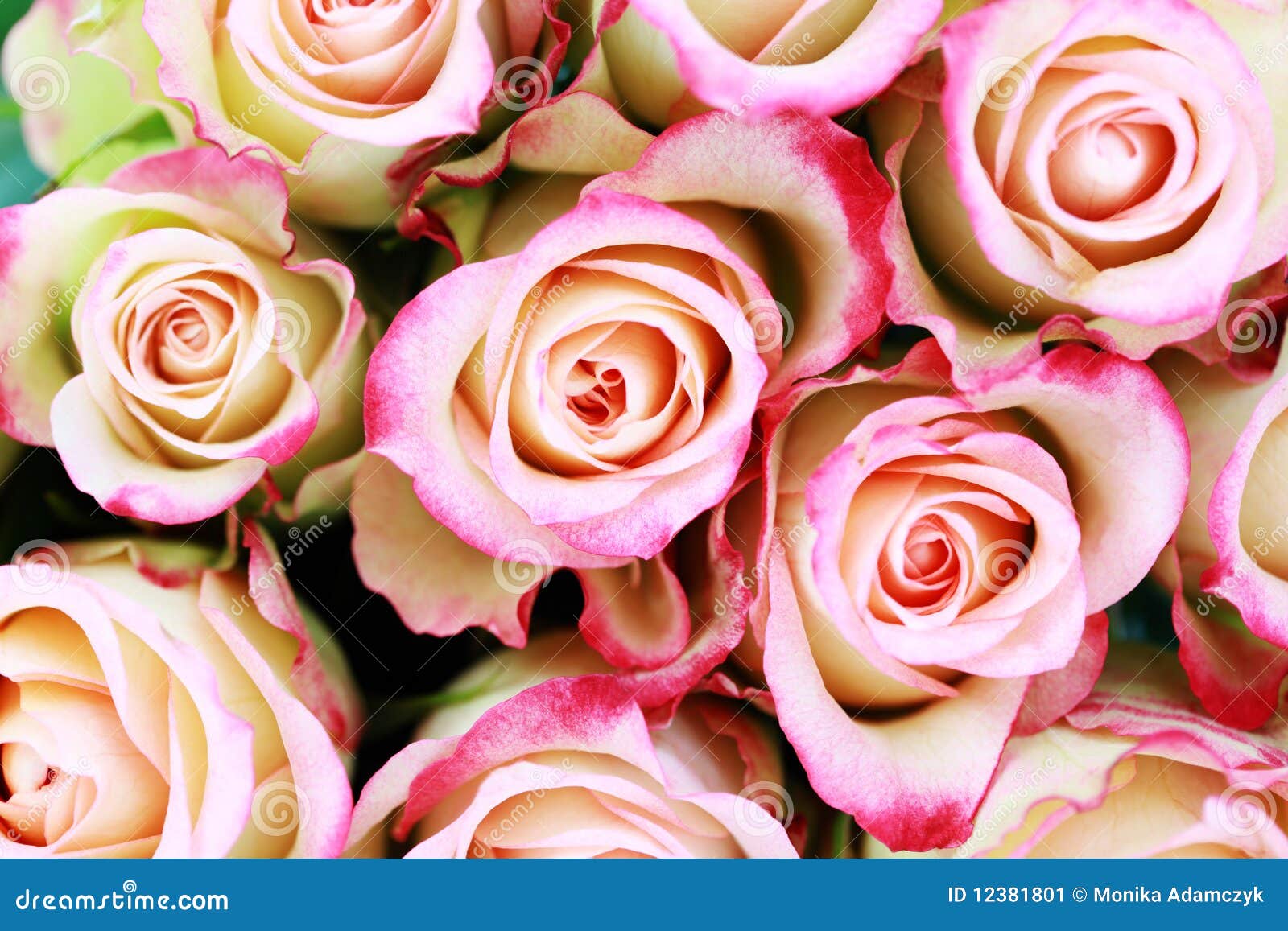 Lots of roses stock image. Image of dating, color, elegance - 12381801