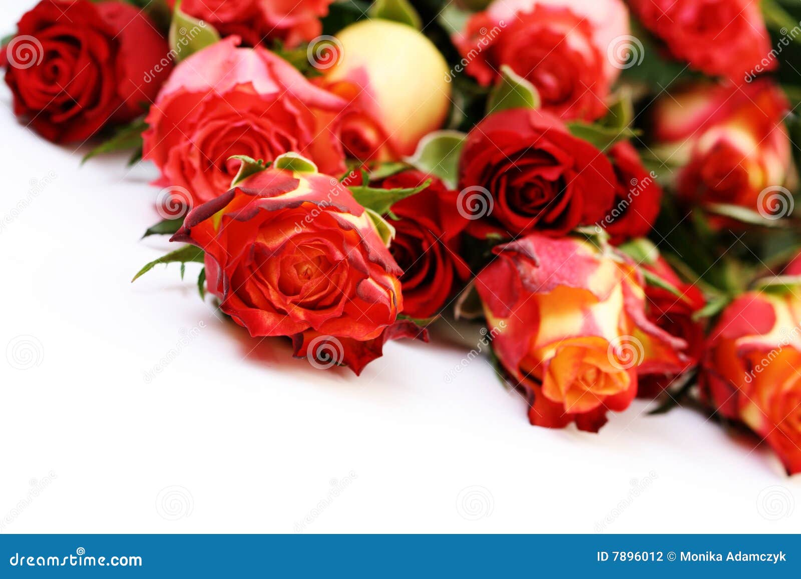 Lots of roses stock photo. Image of simple, vibrant, valentines - 7896012
