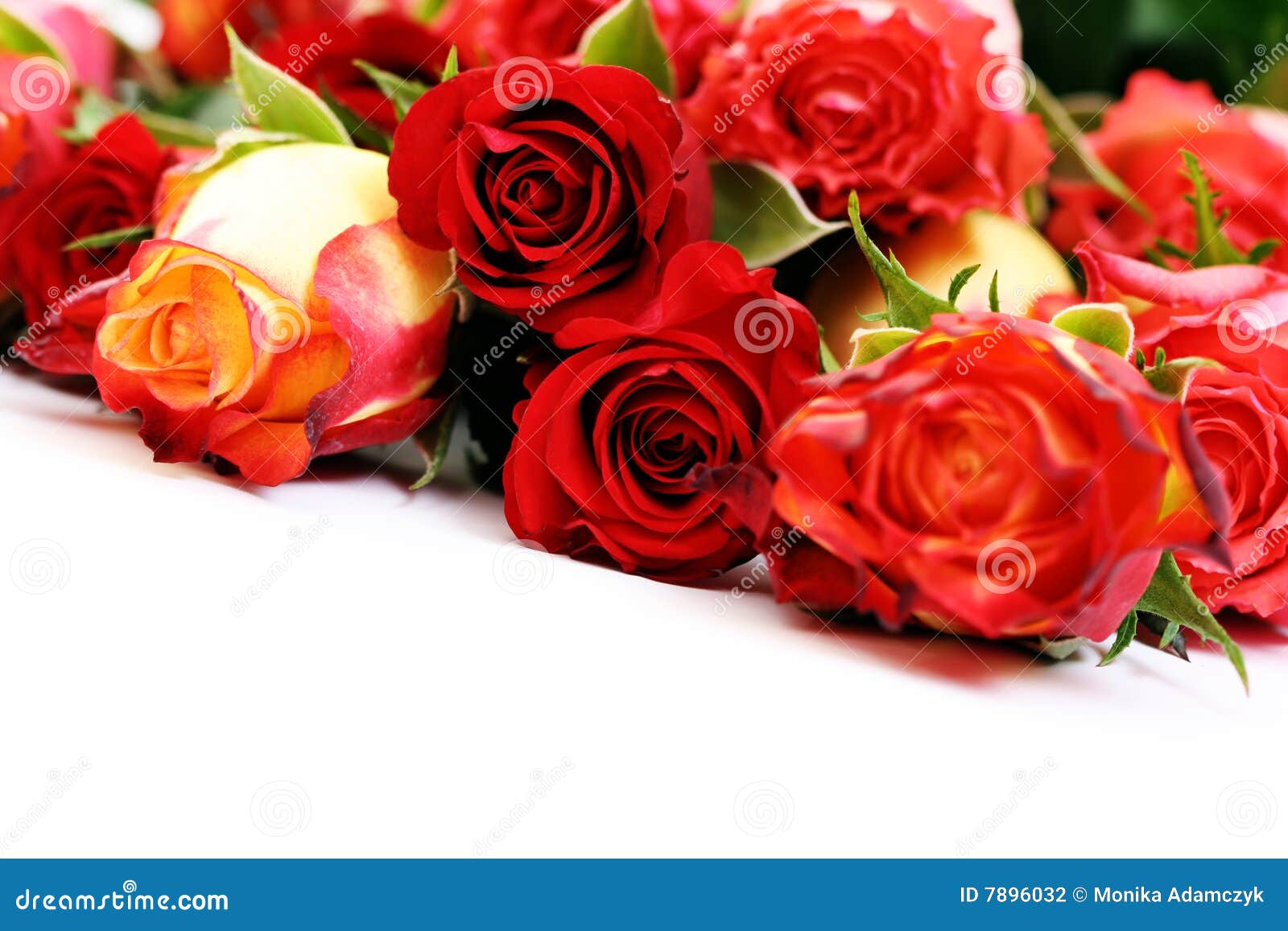 Lots of roses stock photo. Image of gorgeous, rose, valentine - 7896032