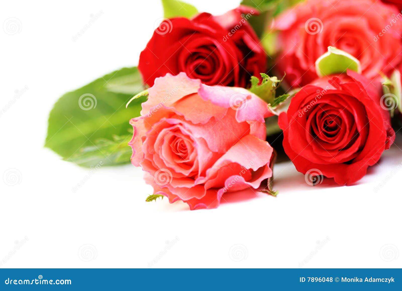 Lots of roses stock photo. Image of flower, bouquet, elegant - 7896048