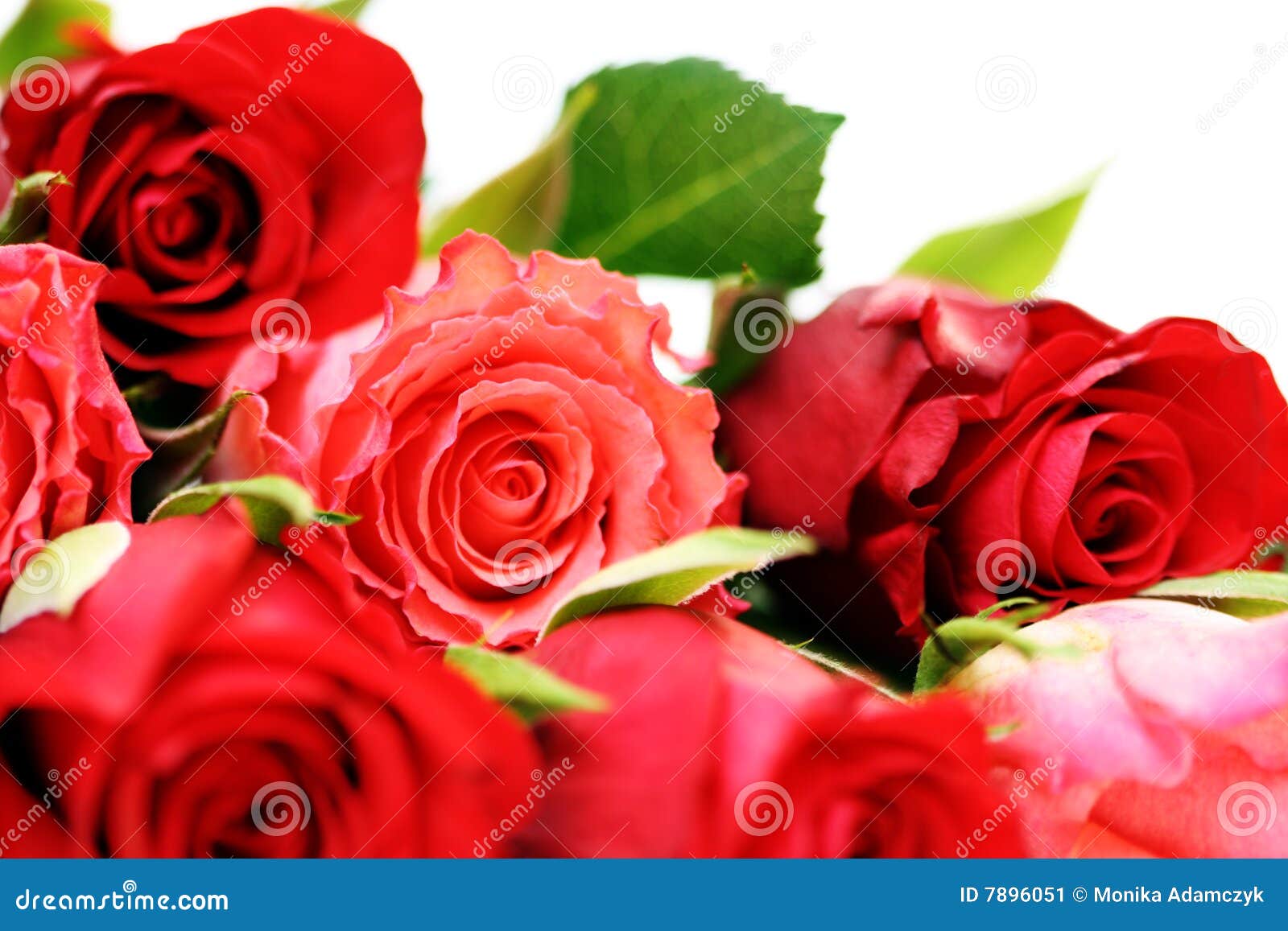 Lots of roses stock image. Image of gift, petal, romance - 7896051