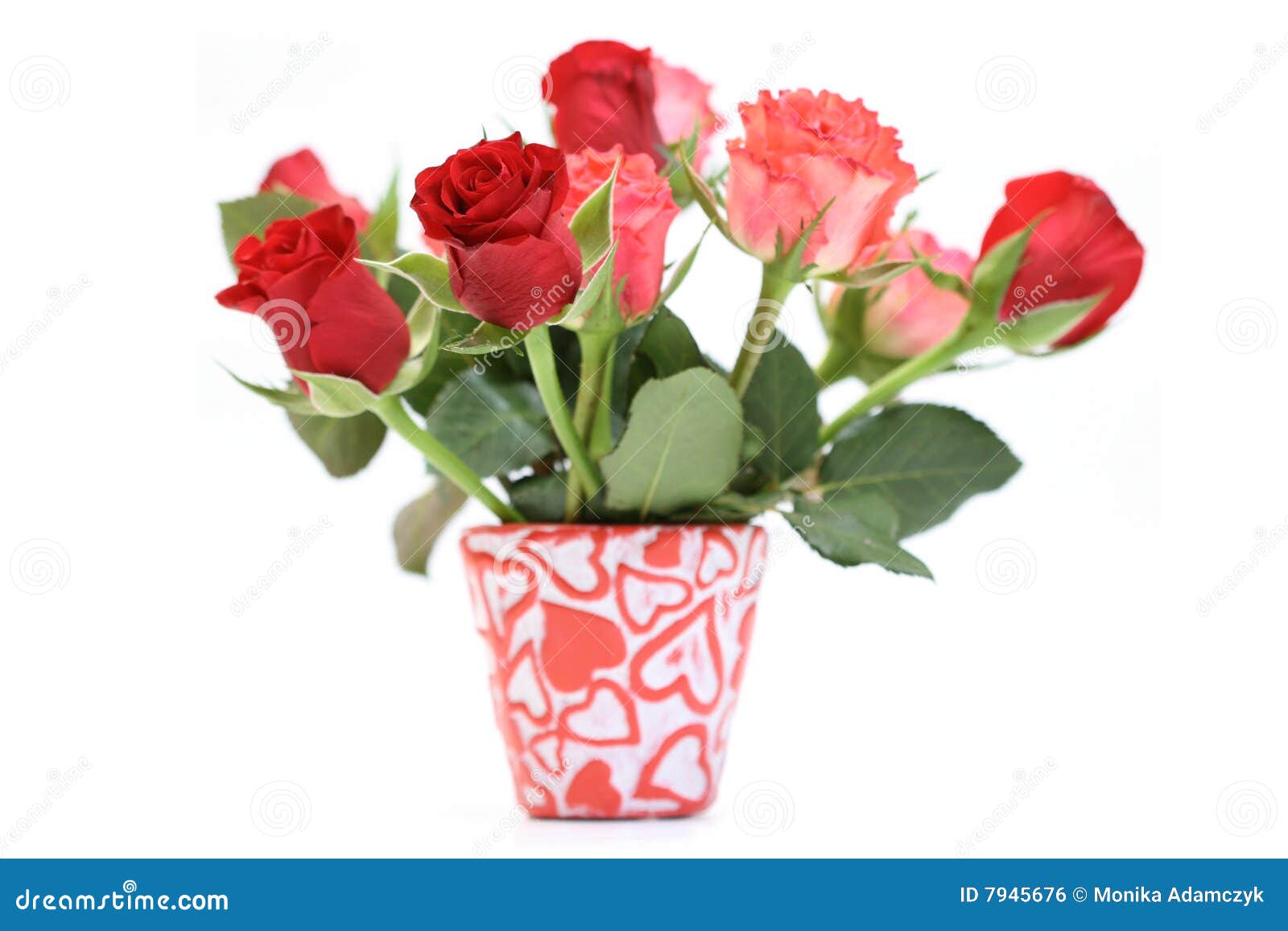 Lots of roses stock photo. Image of vibrant, romance, simple - 7945676