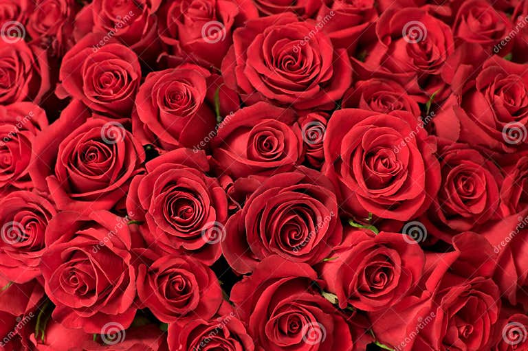 Lots of roses background stock image. Image of luxuriant - 12387063