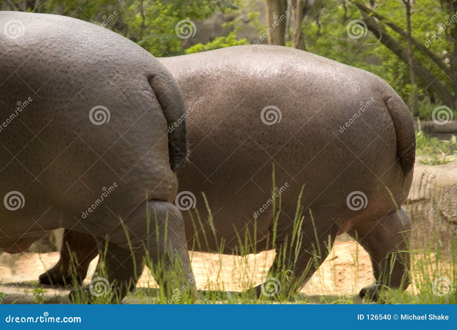Lots of Rump stock photo. Image of large, animal, rump - 126540