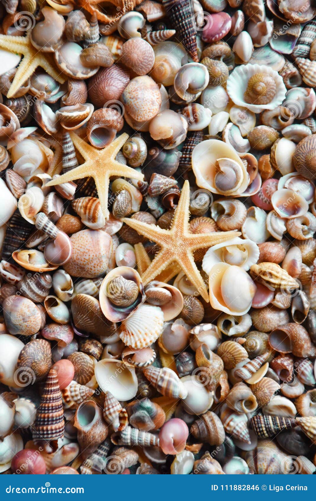 Seashells full frame stock photo. Image of full, calcium - 111882846