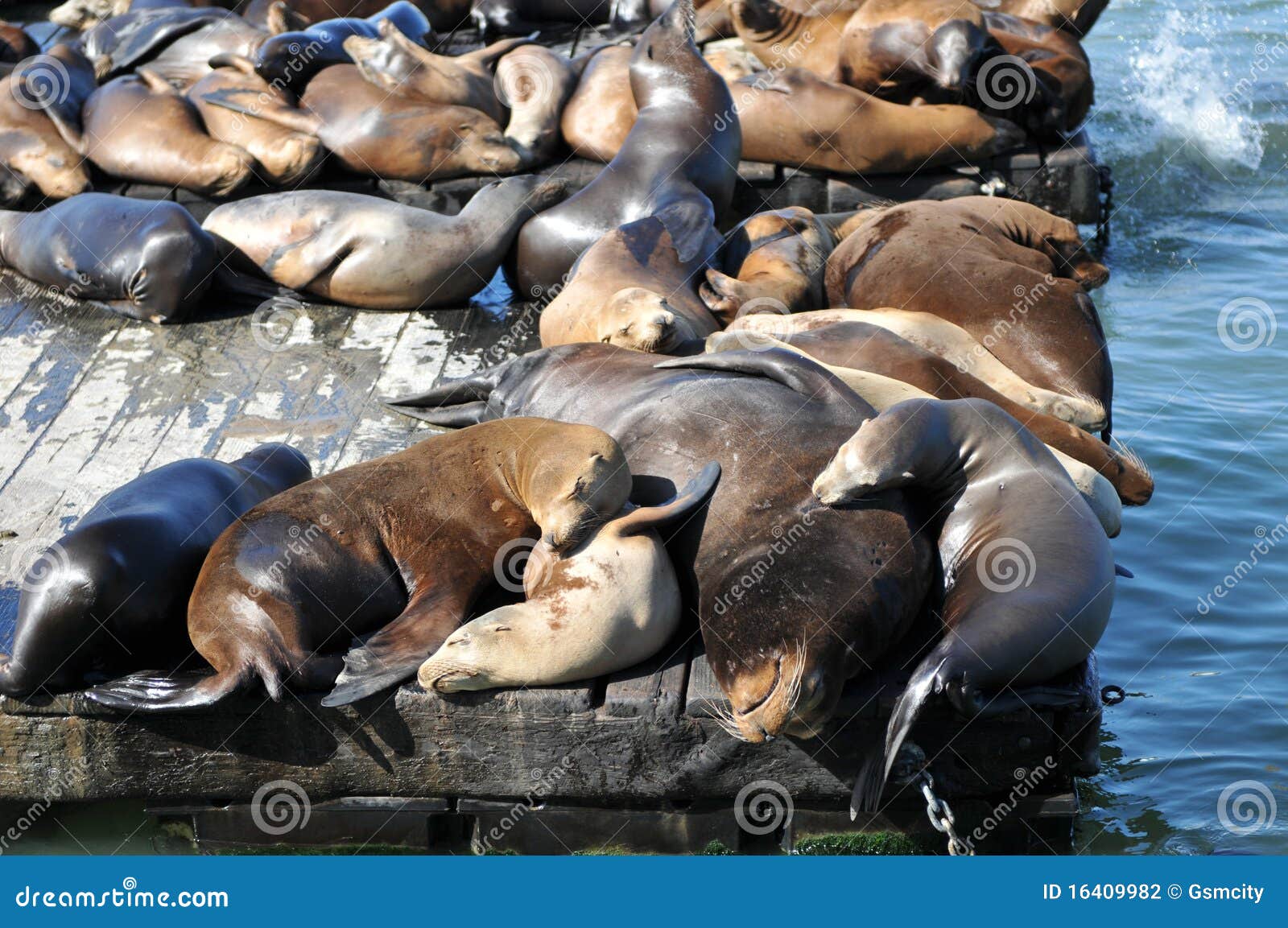Lots of seals stock photo. Image of ocean, endangered - 16409982