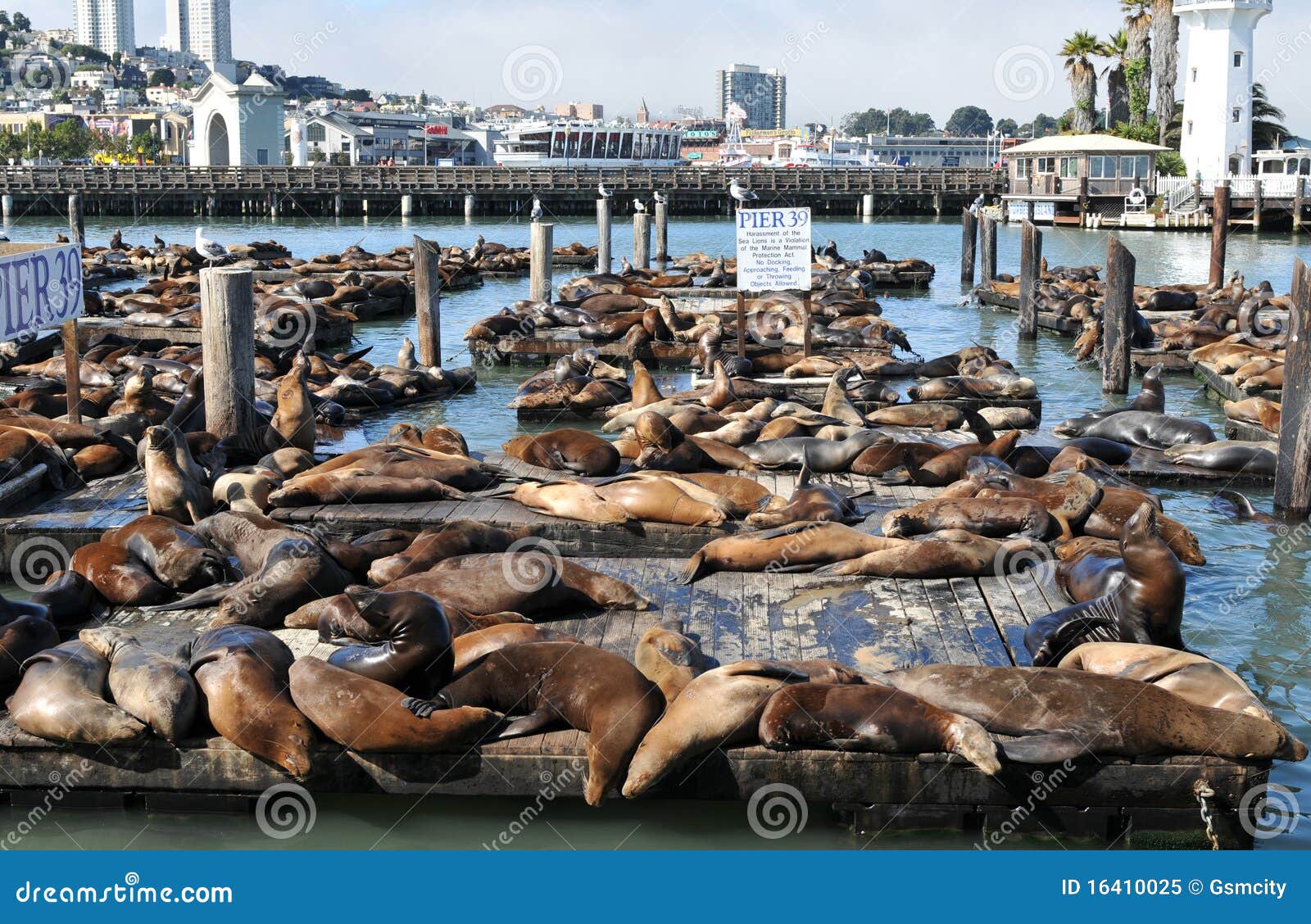 Lots of seals stock image. Image of sitting, nature, ocean - 16410025