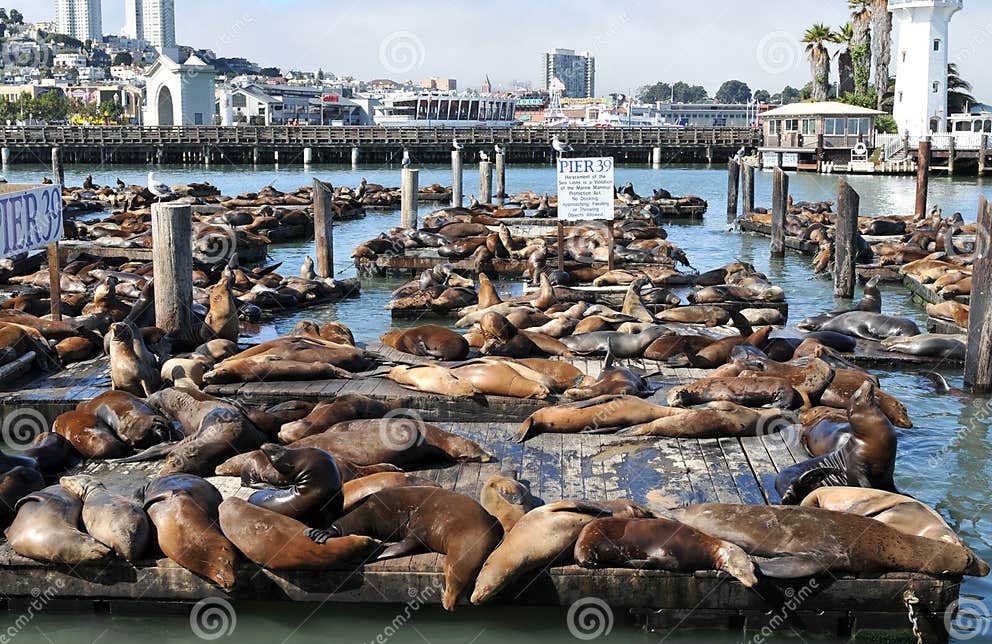 Lots of seals stock image. Image of sitting, nature, ocean - 16410025