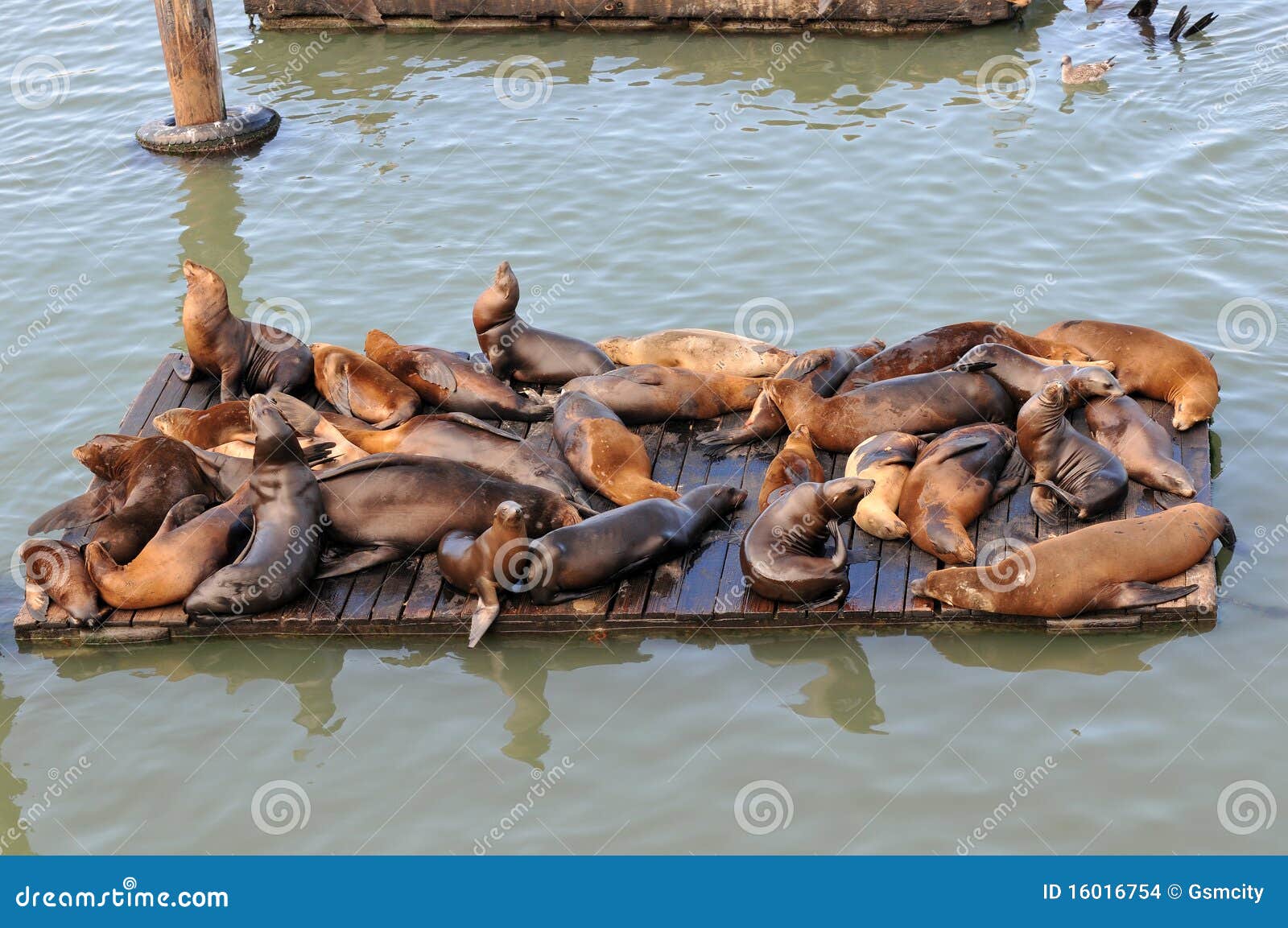 Lots of Seals Laying and Resting Stock Photo - Image of rocky, rock ...