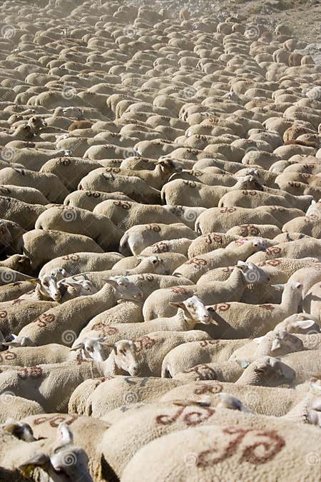 Lots of sheep stock photo. Image of livestock, brands - 9296208