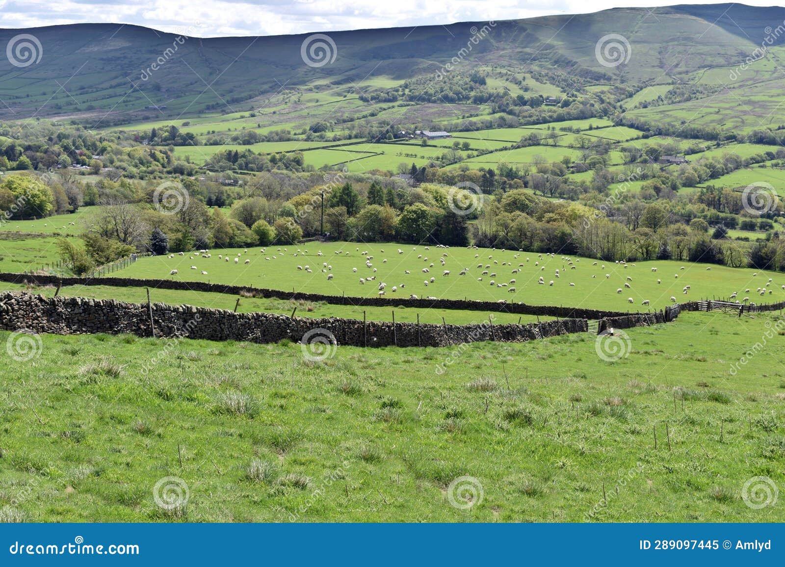 Lots of sheep in field stock image. Image of nature - 289097445