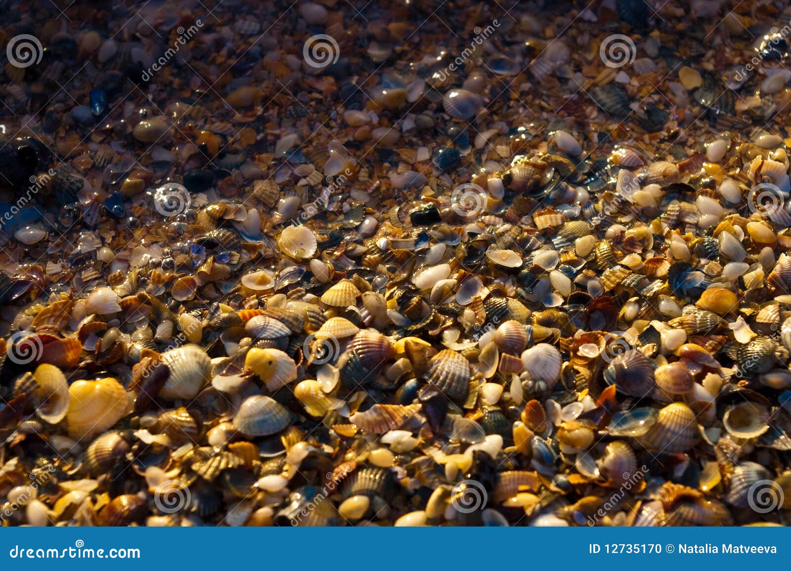 Lots of shells stock photo. Image of environment, relax - 12735170