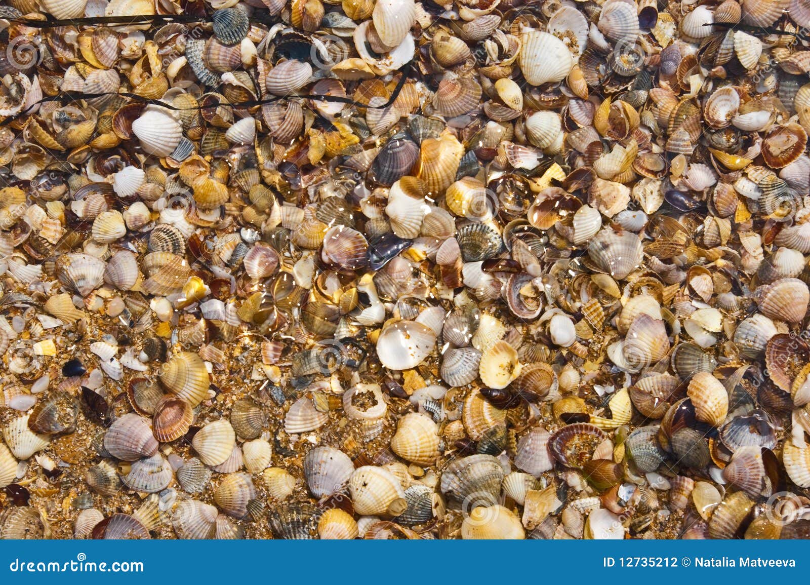 Lots of shells stock photo. Image of cockle, design, season - 12735212