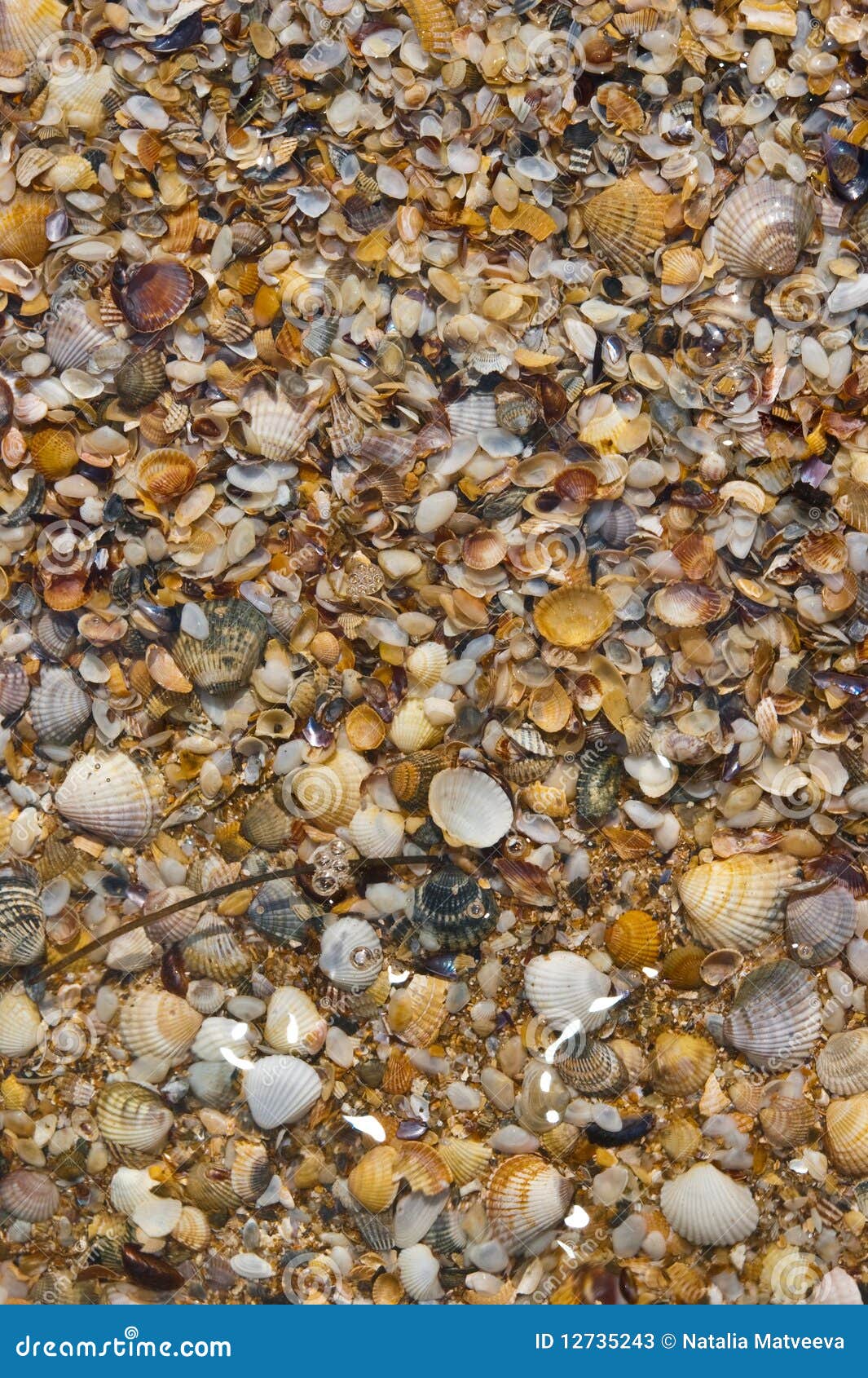 Lots of shells stock image. Image of natural, design - 12735243