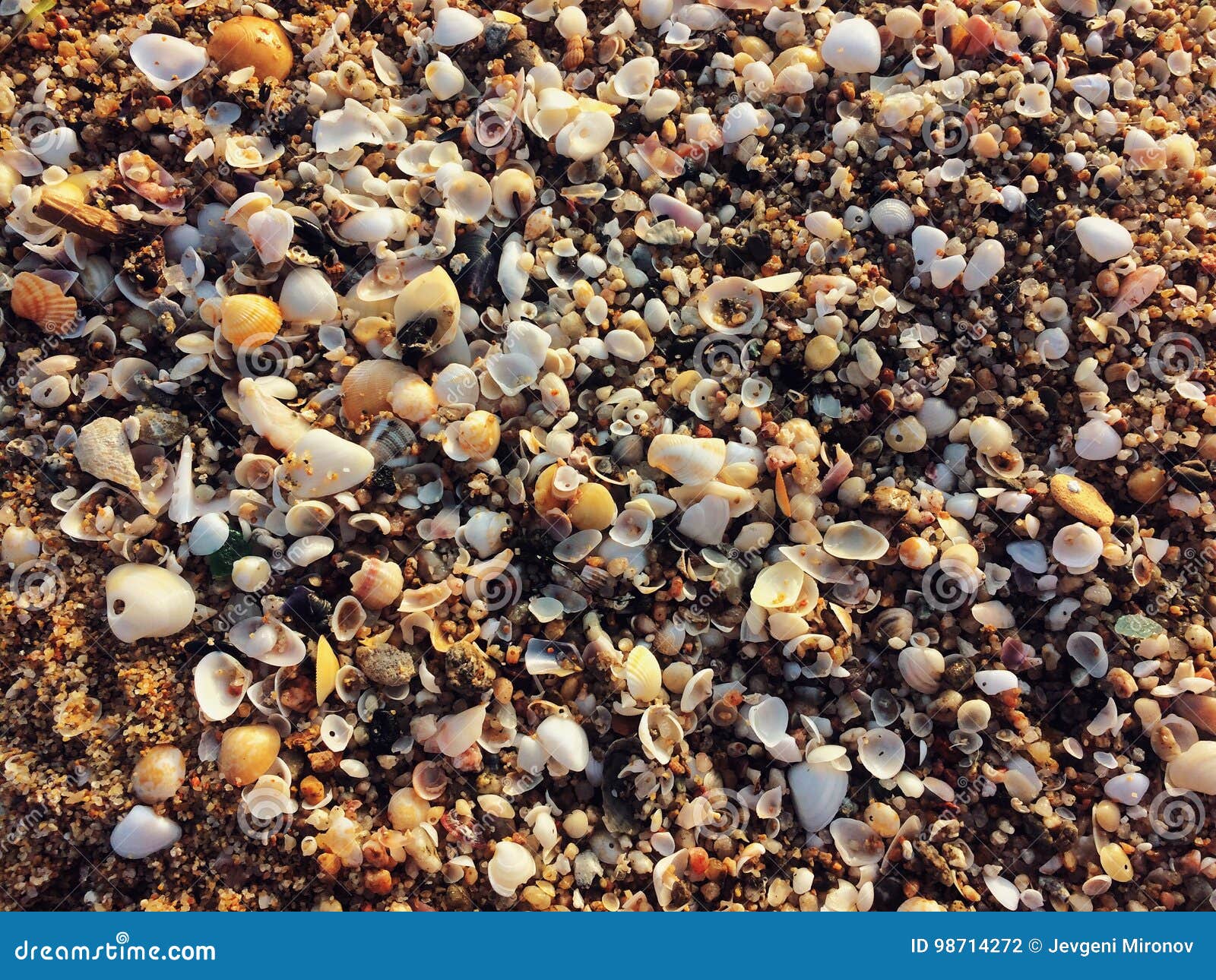 Lots of shells stock photo. Image of refreshing, sand - 98714272