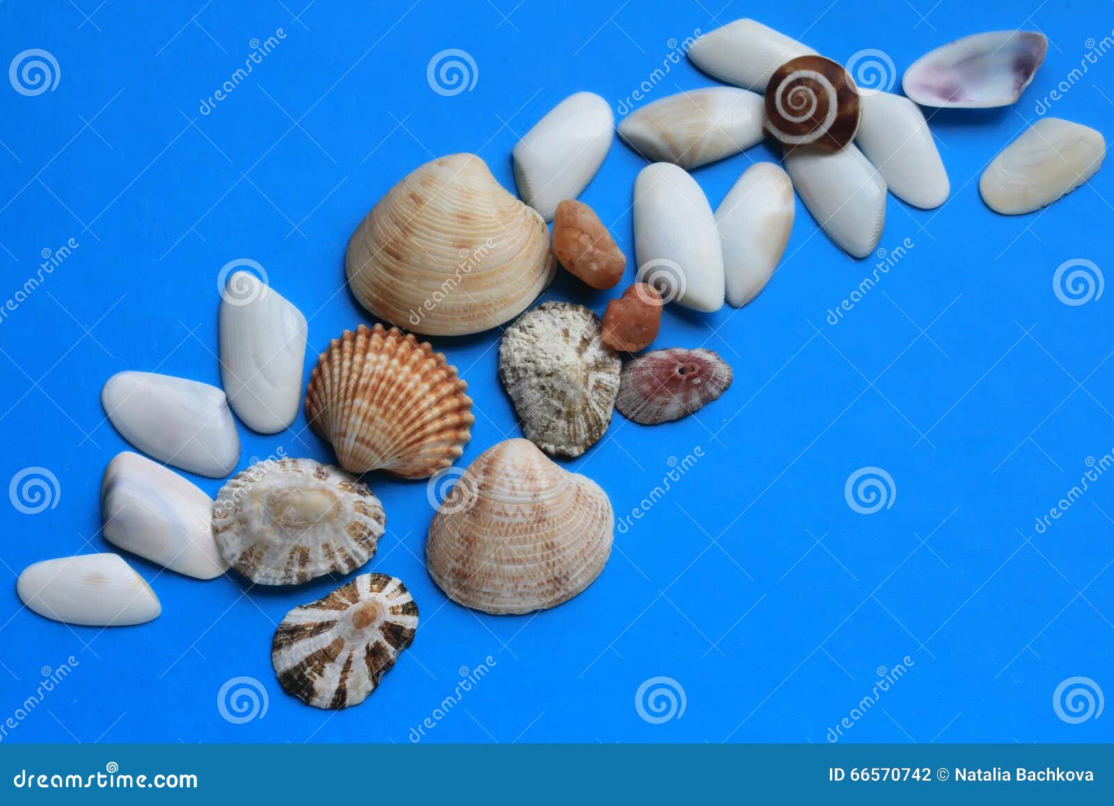 Six Shells Of Different Sizes On A Black Background. There Is Free ...
