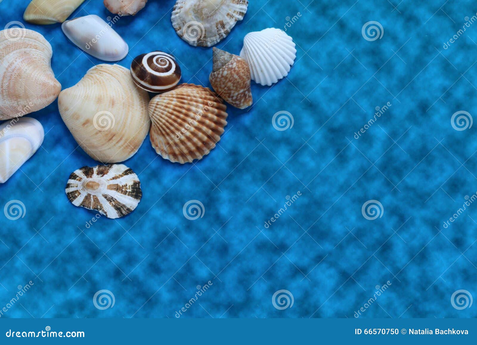 A Set Of Shells Of Different Shapes And Colors On A White Background ...
