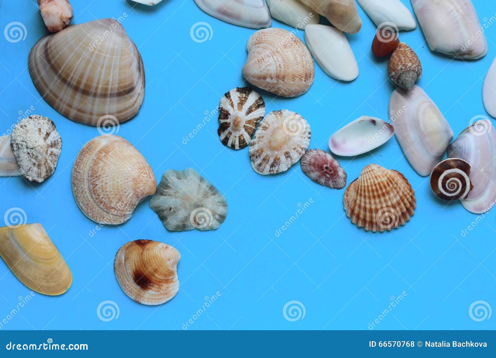 Six Shells Of Different Sizes On A Black Background. There Is Free ...