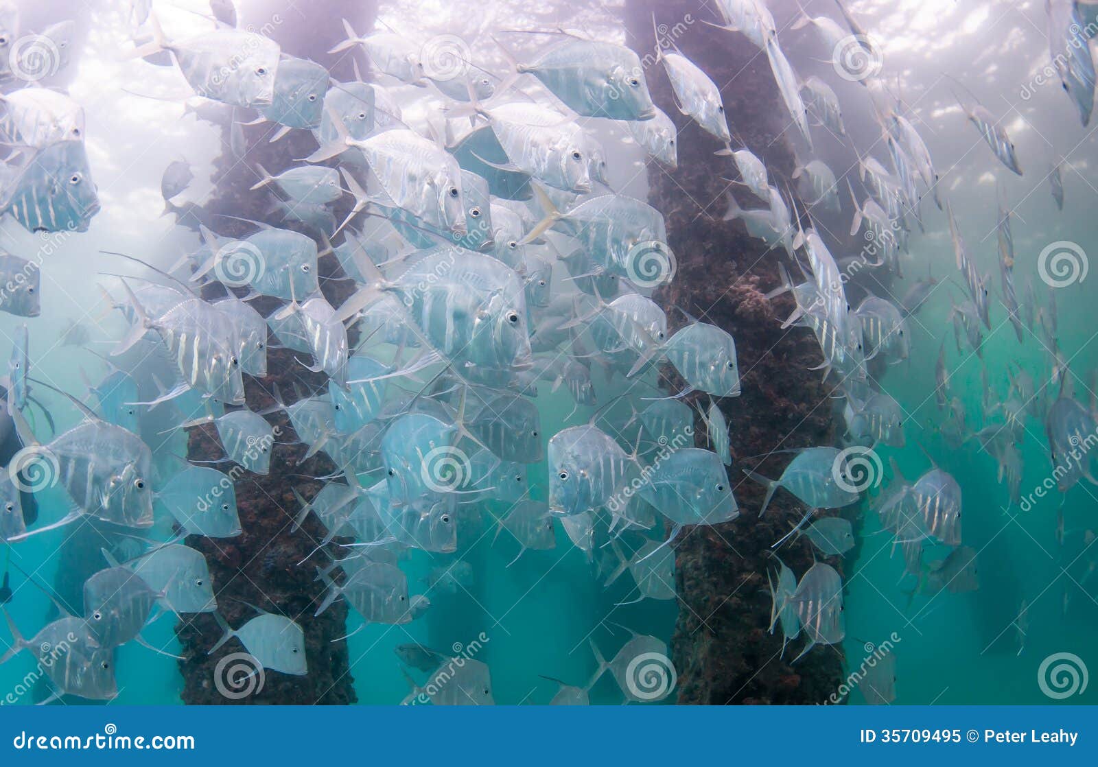 Lots of Silver Fish Under a Pier Stock Image - Image of reef, lookdown ...