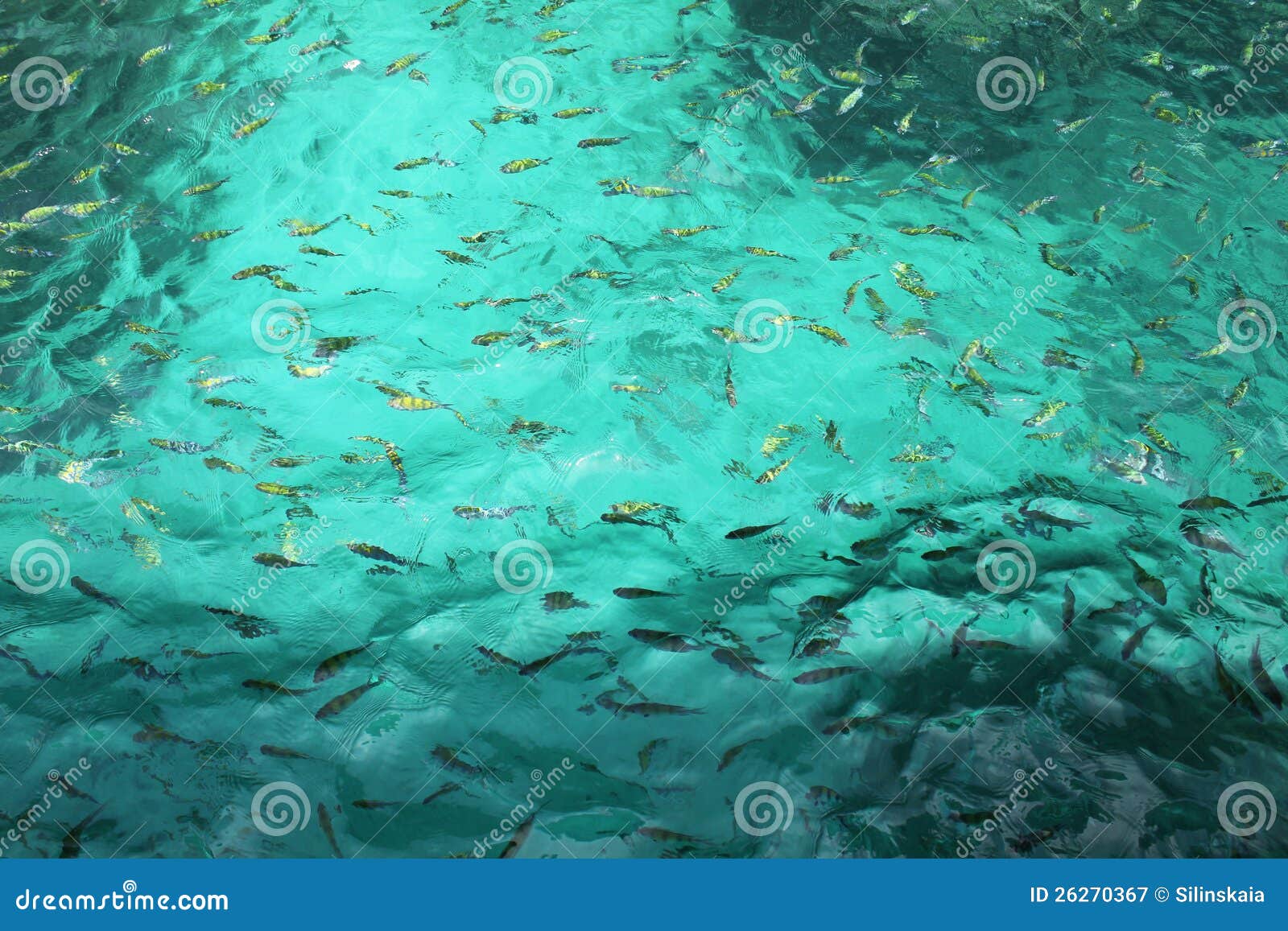 Lots of Small Fish in the Turquoise Water Stock Image - Image of small ...