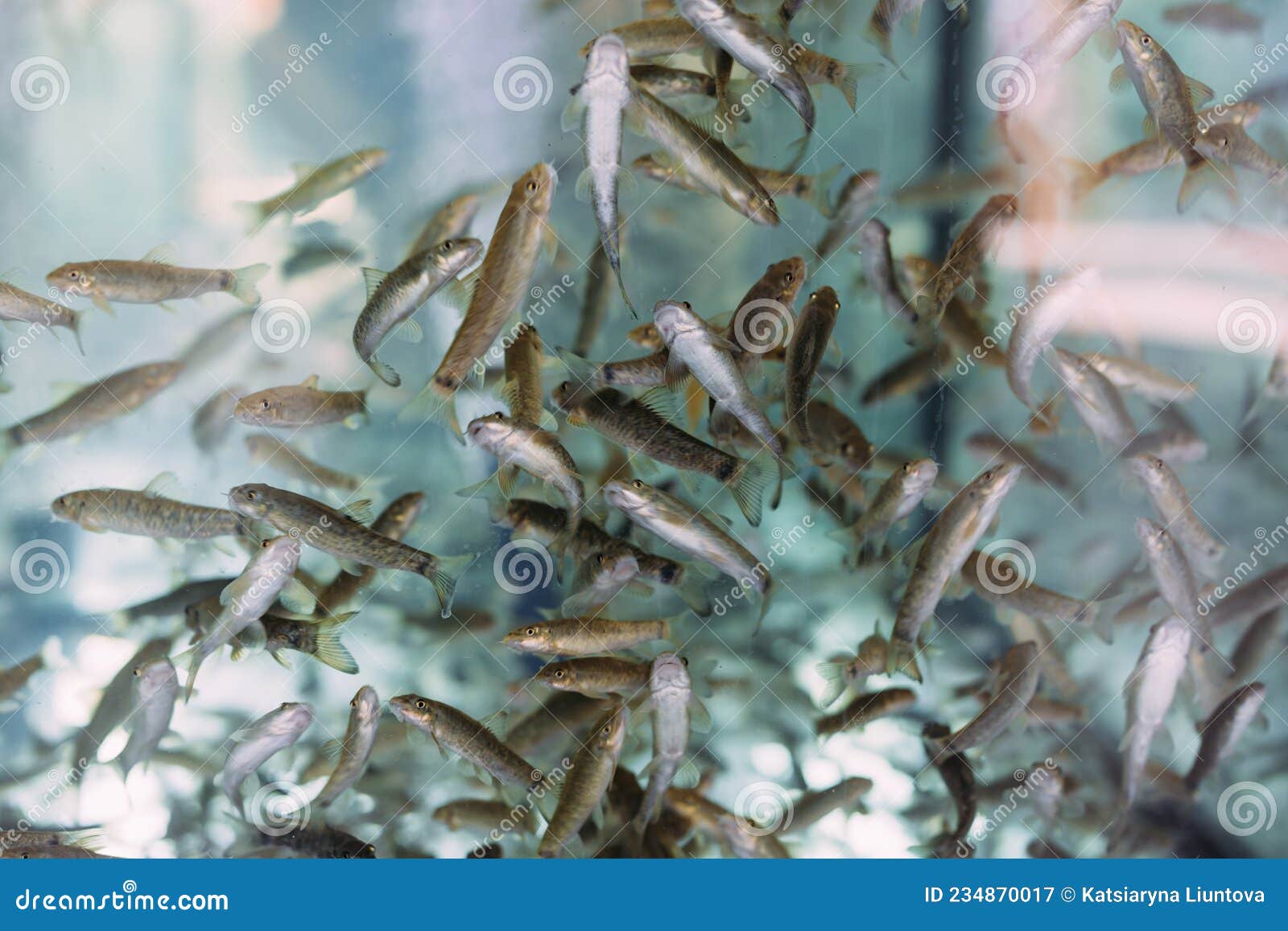 Lots of Small Garra Rufa Fish in a Fish Pilling Aquarium or Fish Spa ...