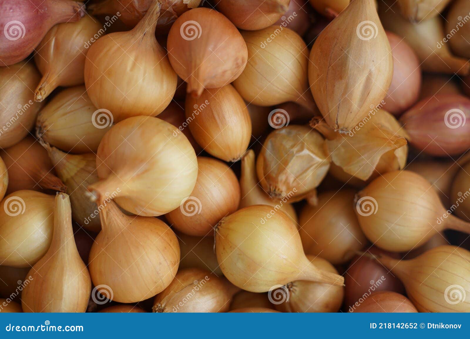 Lots of Small Onions. Top View Stock Photo - Image of retail, crop ...