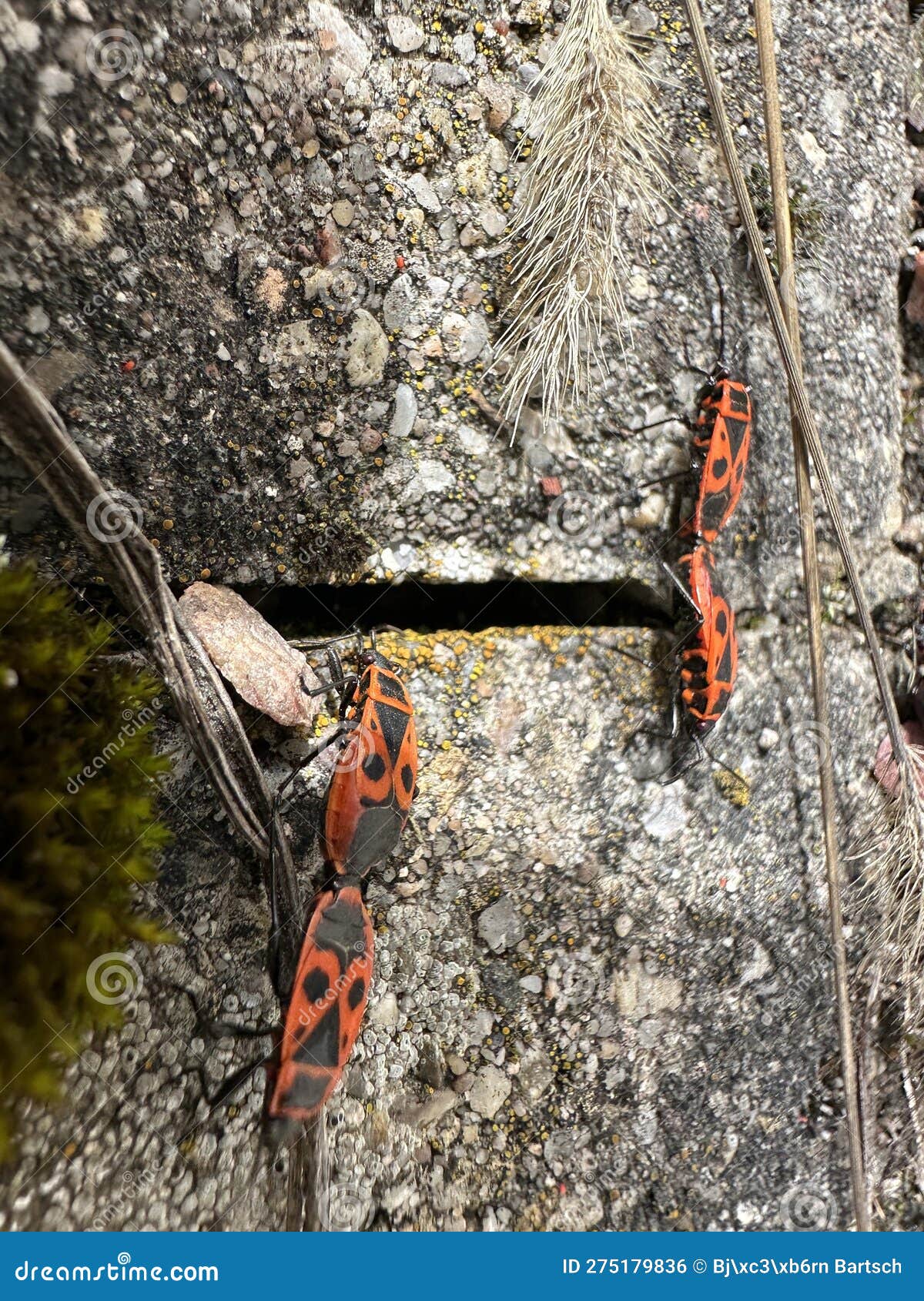 Lots of small red insects stock photo. Image of wildlife - 275179836