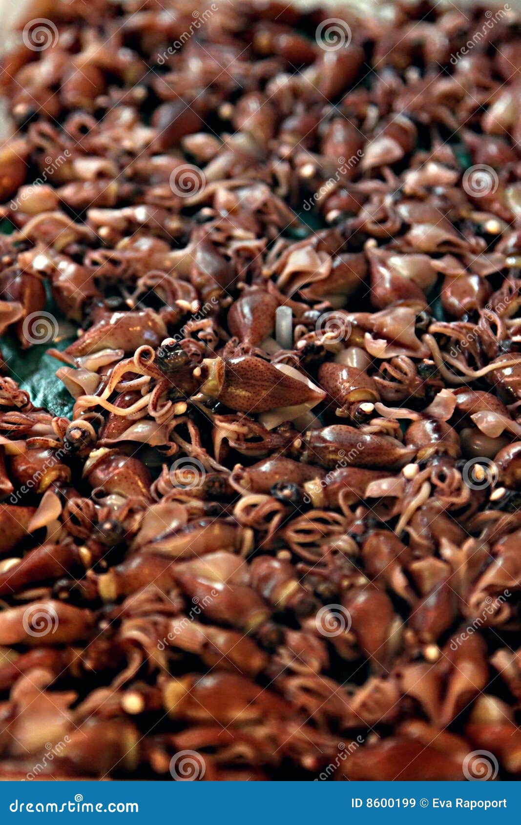 Lots of small squids stock image. Image of asian, market - 8600199