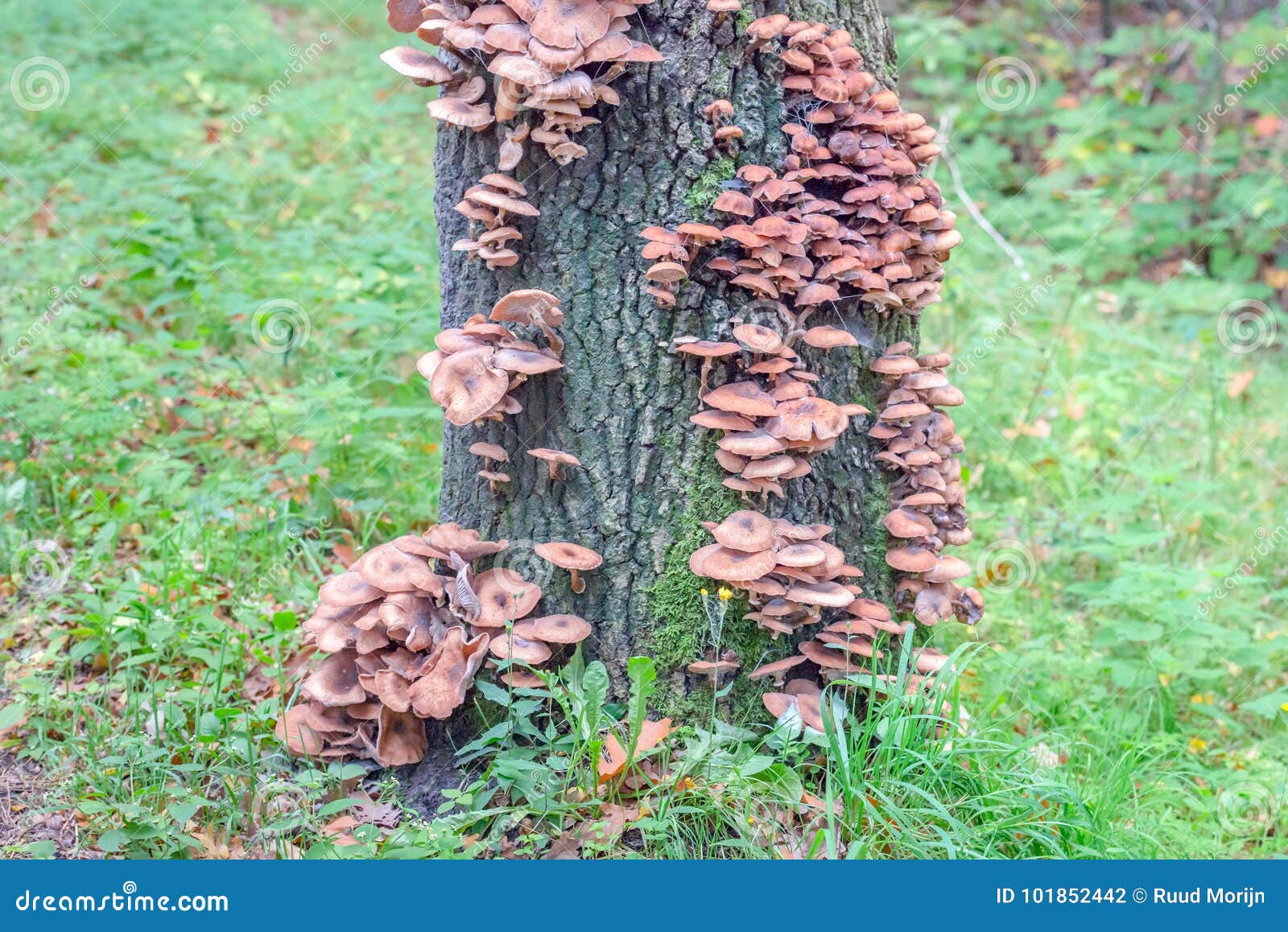 Lots of Small Toadstools Growing on the Bark of a Big Tree Stock Photo ...