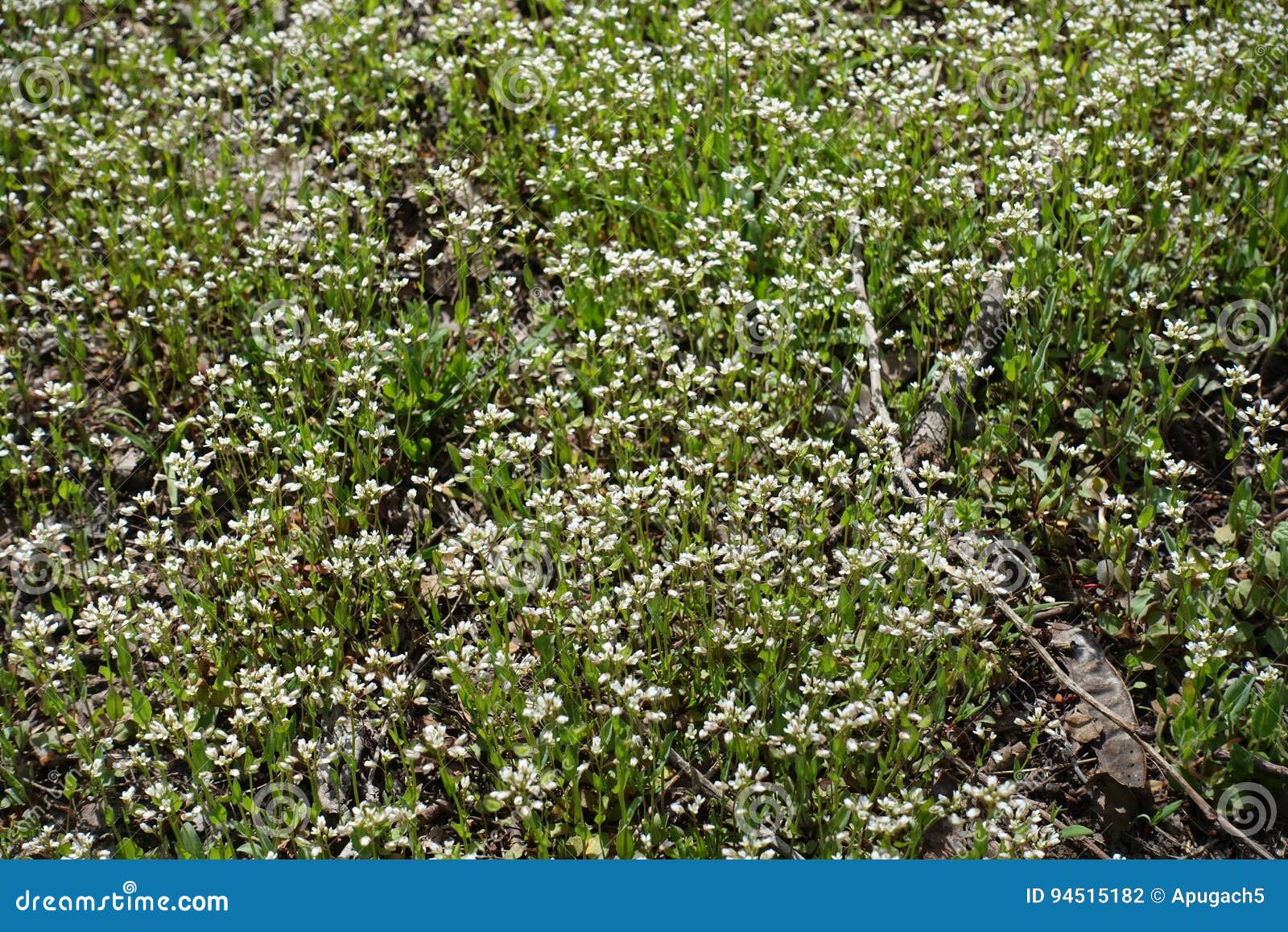 Lots of Small White Wild Flowers in Spring Stock Photo - Image of ...