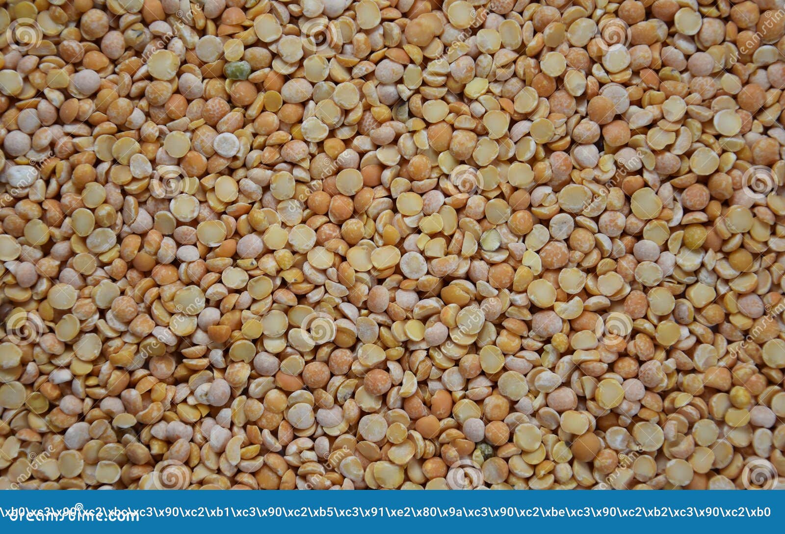 Lots of small yellow pea stock photo. Image of closeup - 221697578