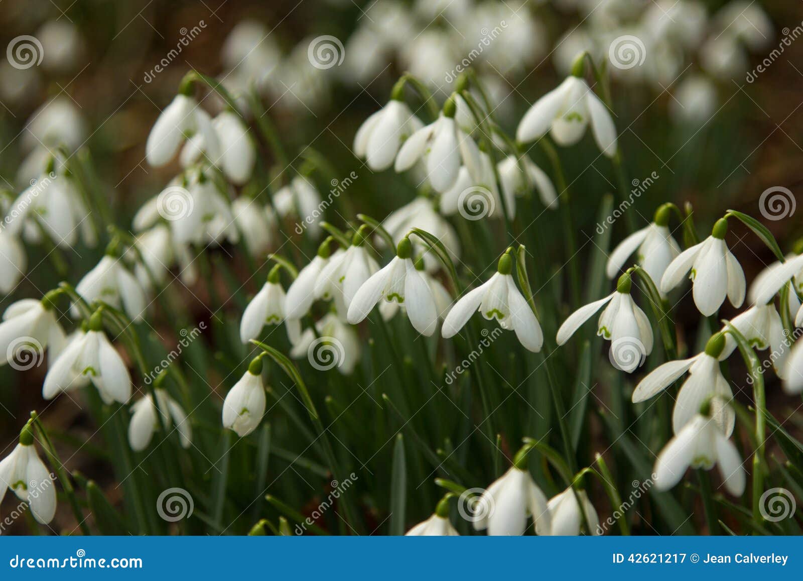Lots of Snowdrops stock image. Image of outdoor, botanic - 42621217